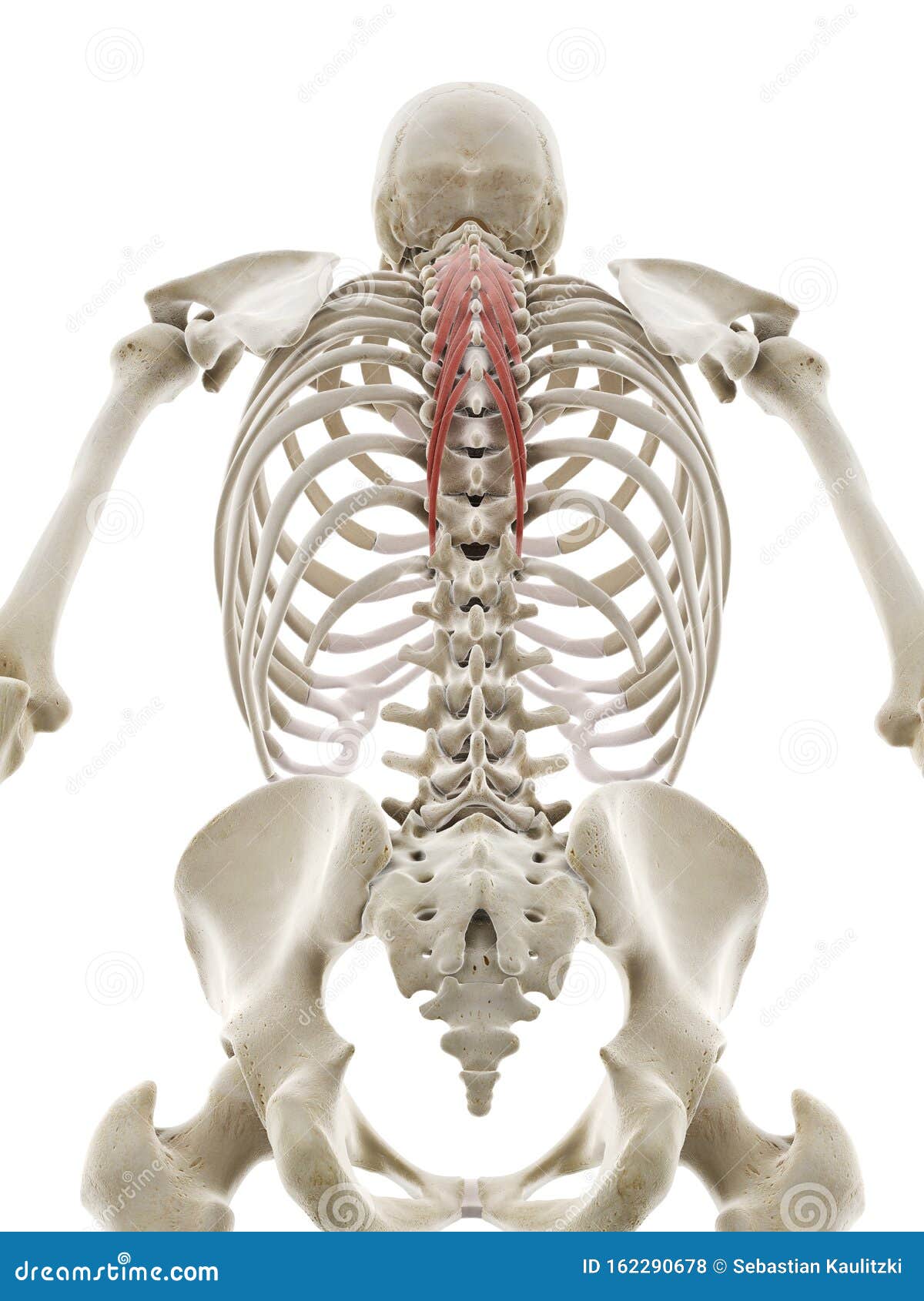 The semispinalis thoracis stock illustration. Illustration of strength ...