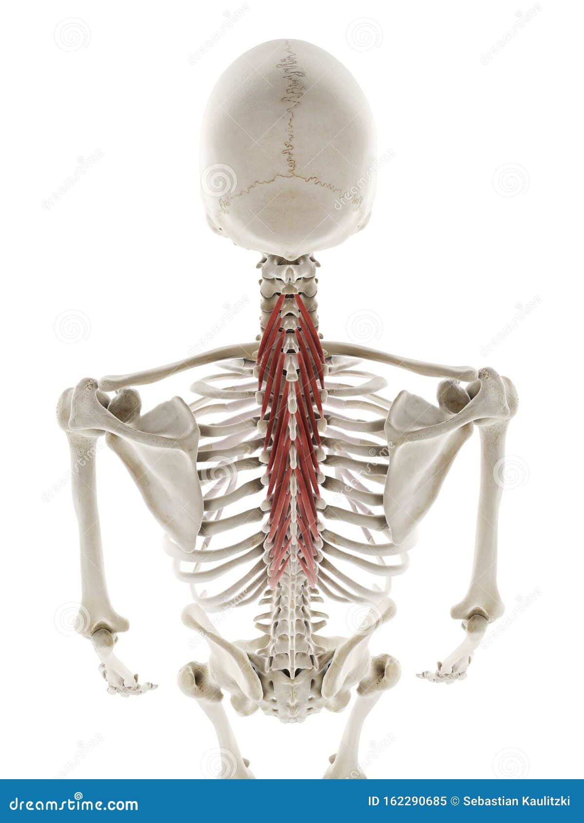 The semispinalis thoracis stock illustration. Illustration of ...