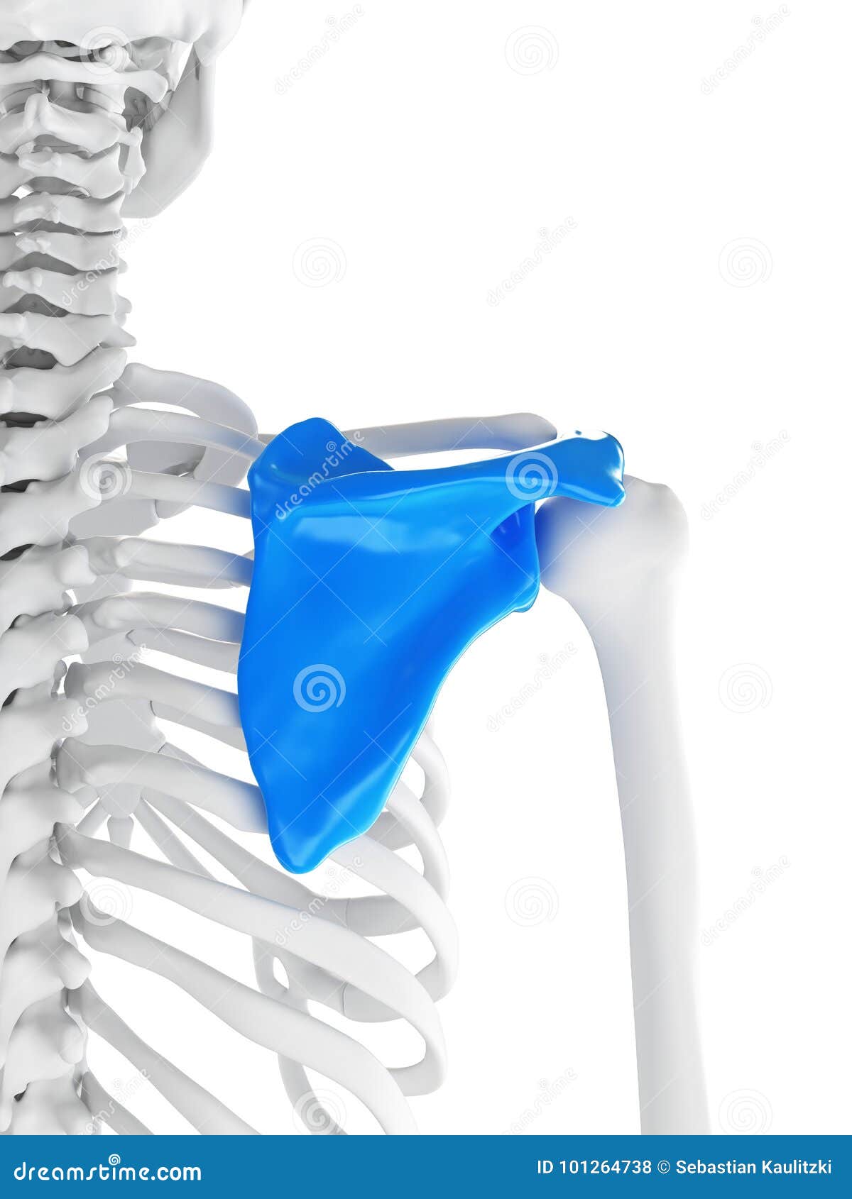 The shoulder blade stock illustration. Illustration of shoulder - 101264738