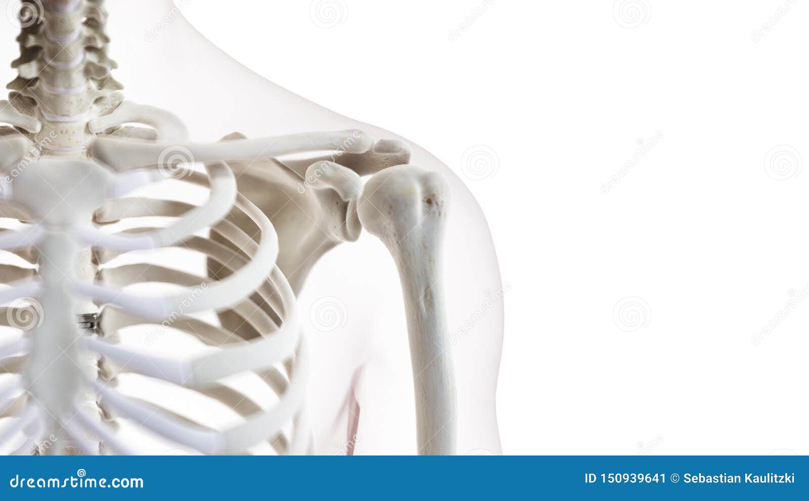 The shoulder joint stock illustration. Illustration of biology - 150939641