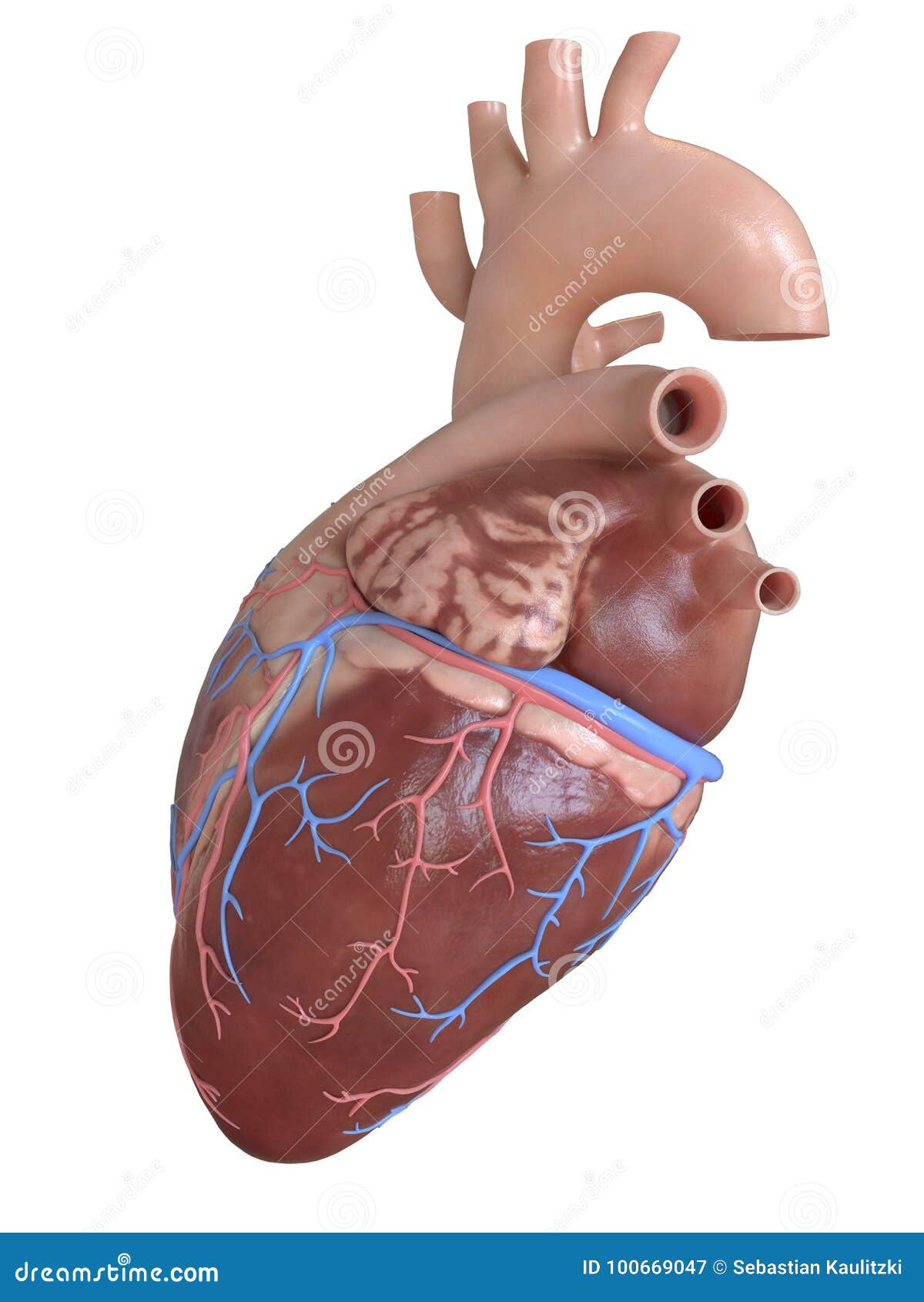 The side of the heart stock illustration. Illustration of anatomy ...