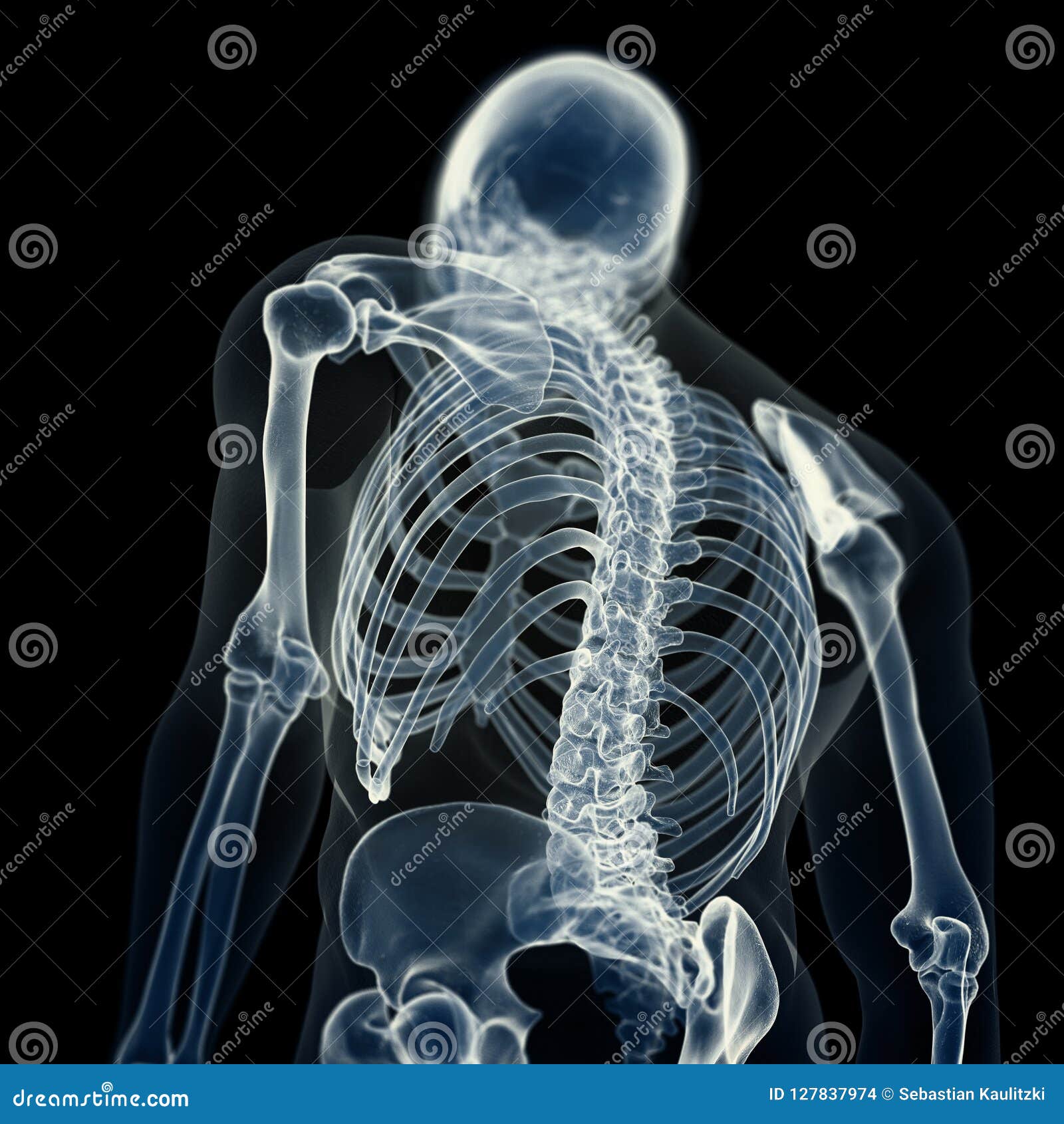 The skeletal back stock illustration. Illustration of artwork - 127837974