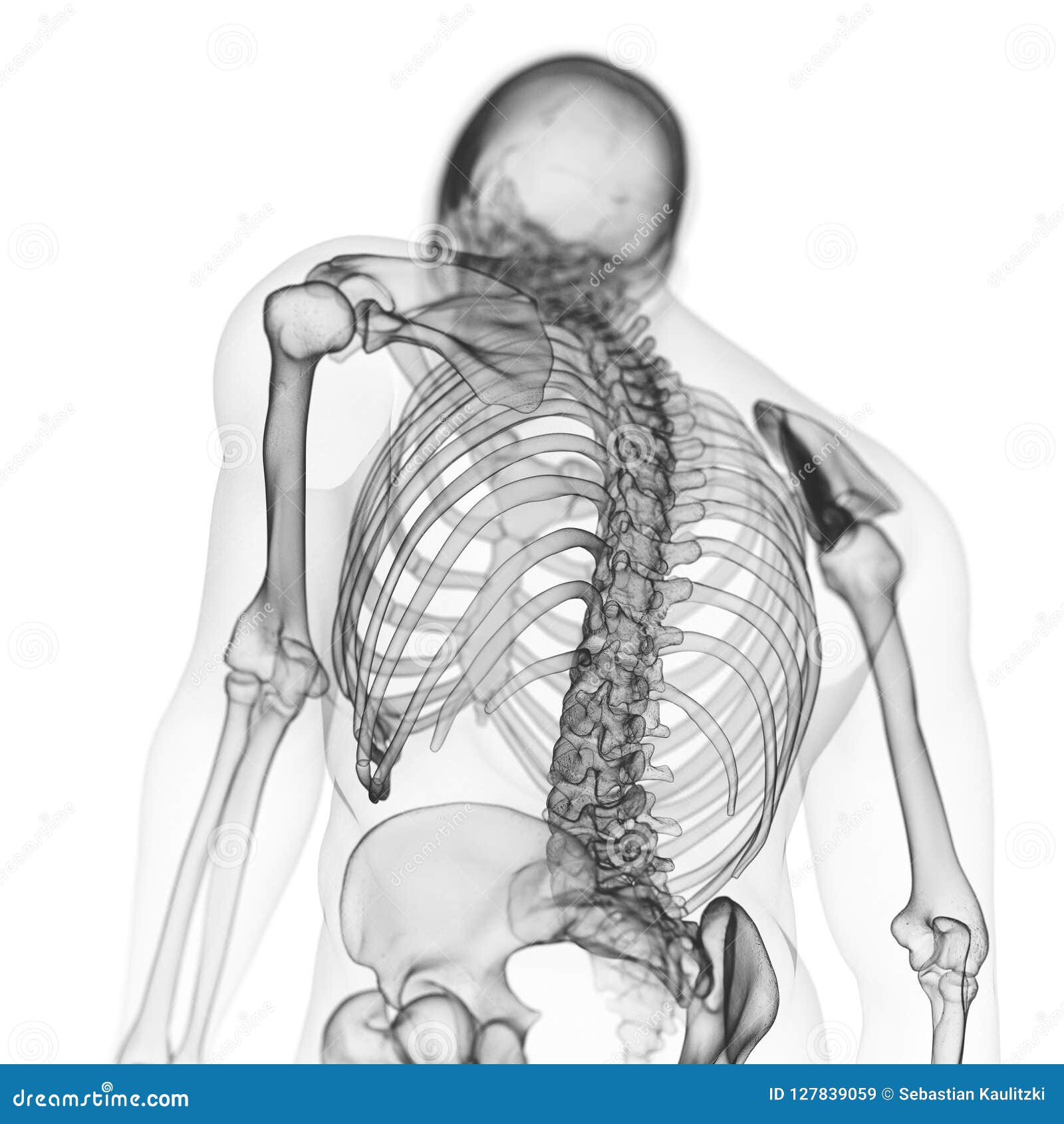 The skeletal back stock illustration. Illustration of skeletal - 127839059