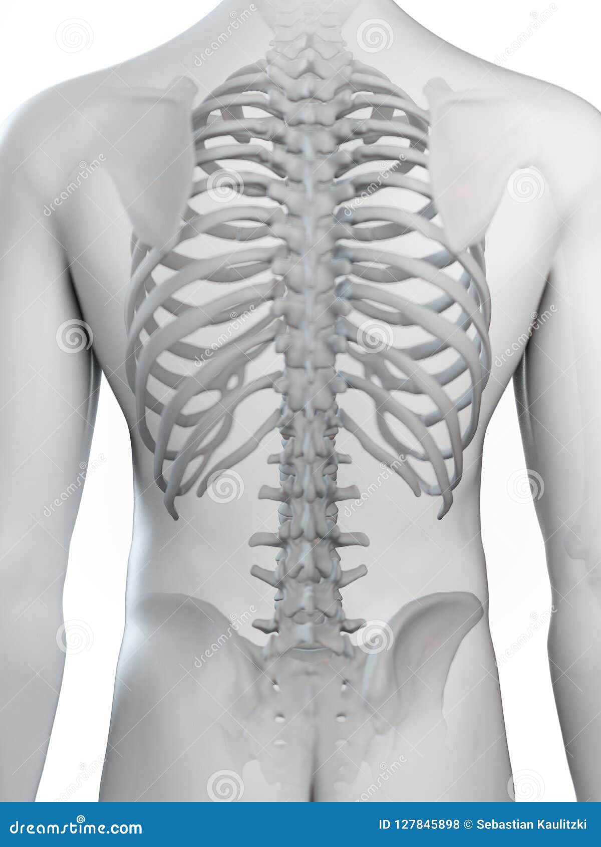 The skeletal back stock illustration. Illustration of gray - 127845898