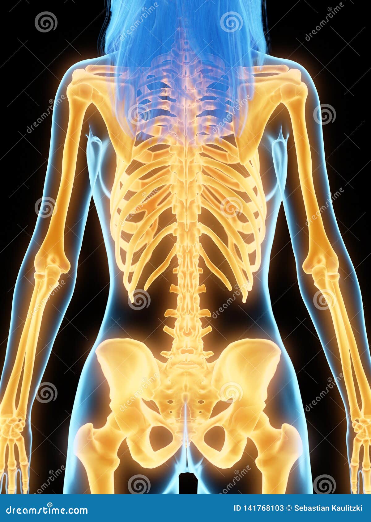 The skeletal back stock illustration. Illustration of internal - 141768103