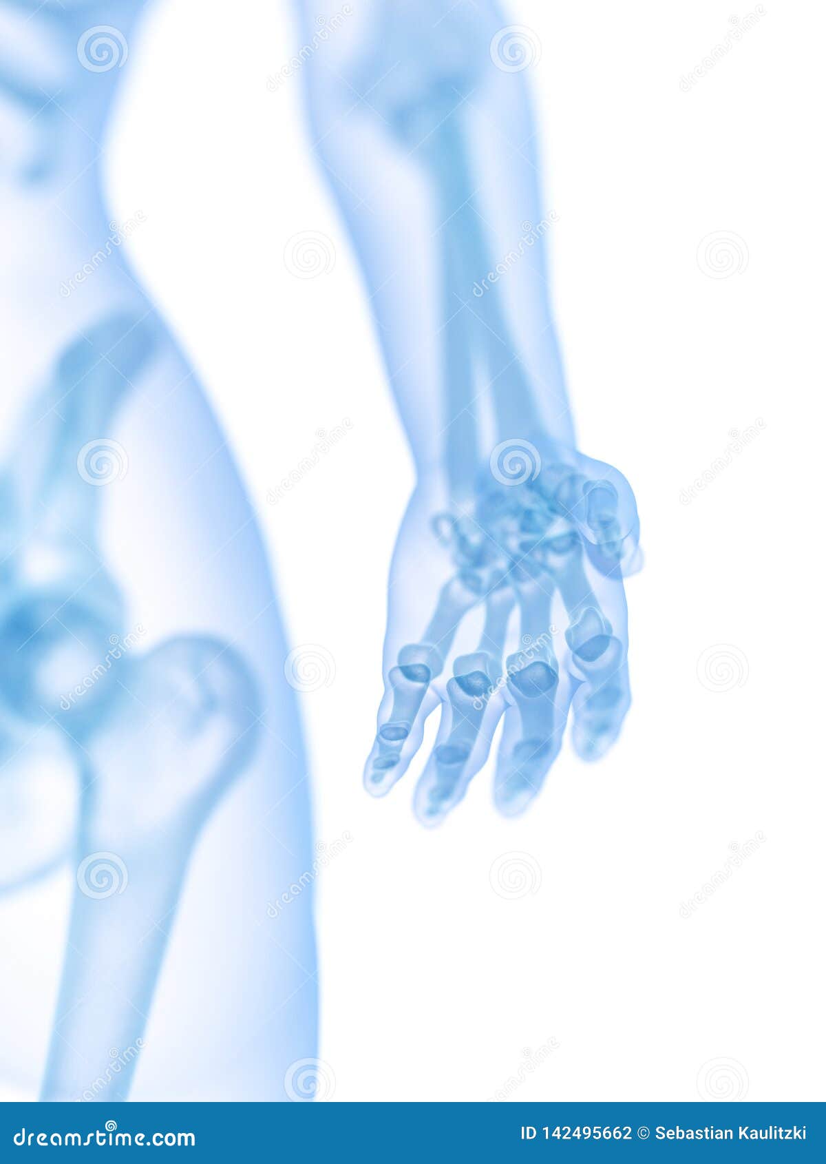 The skeletal hand stock illustration. Illustration of organs - 142495662
