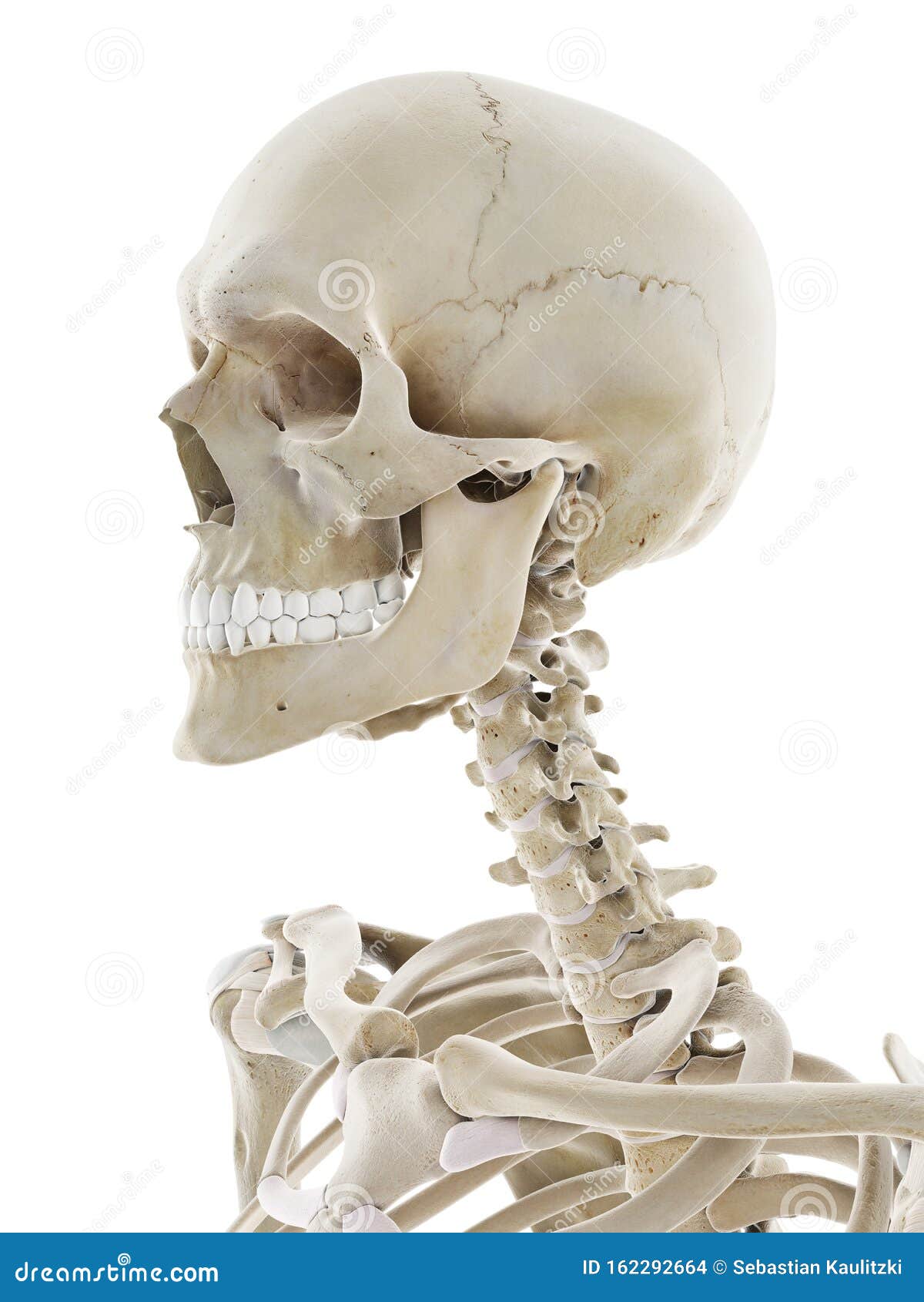 The skeletal head stock illustration. Illustration of human - 162292664