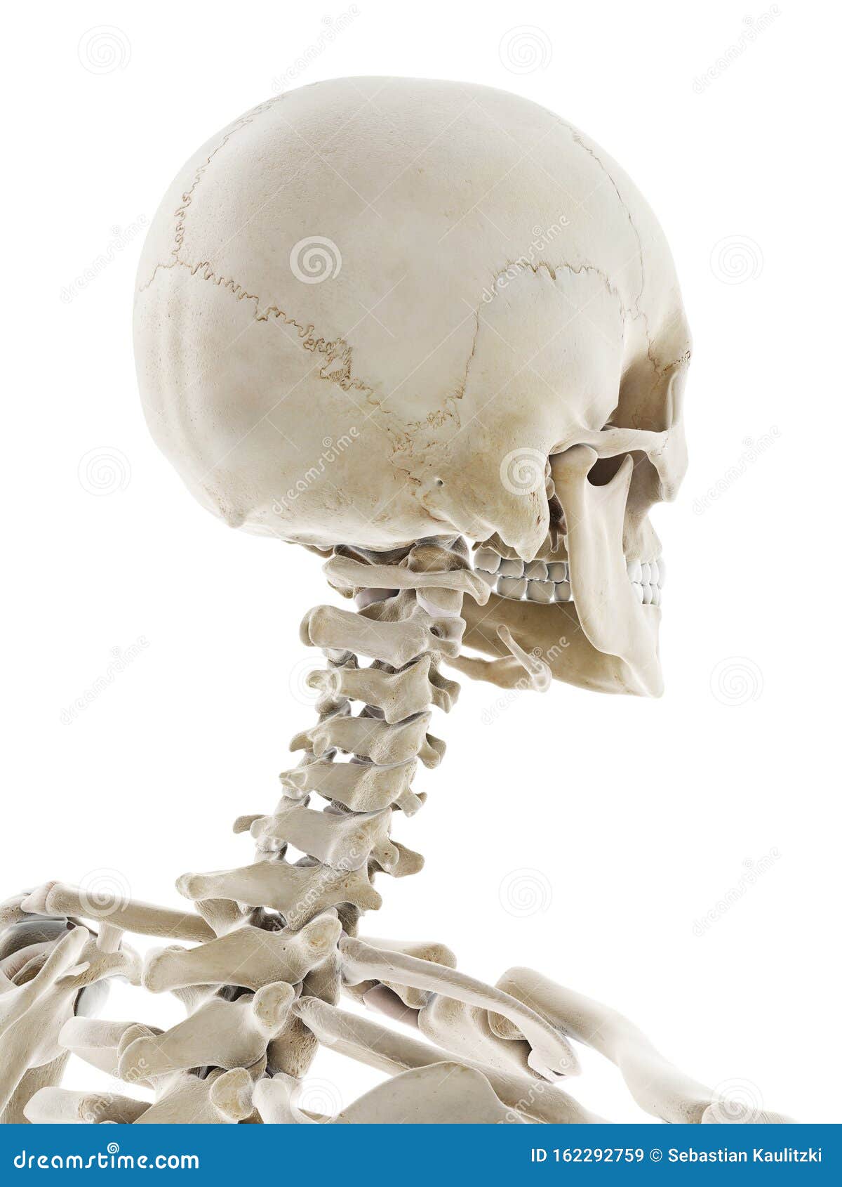 The skeletal head stock illustration. Illustration of biology - 162292759