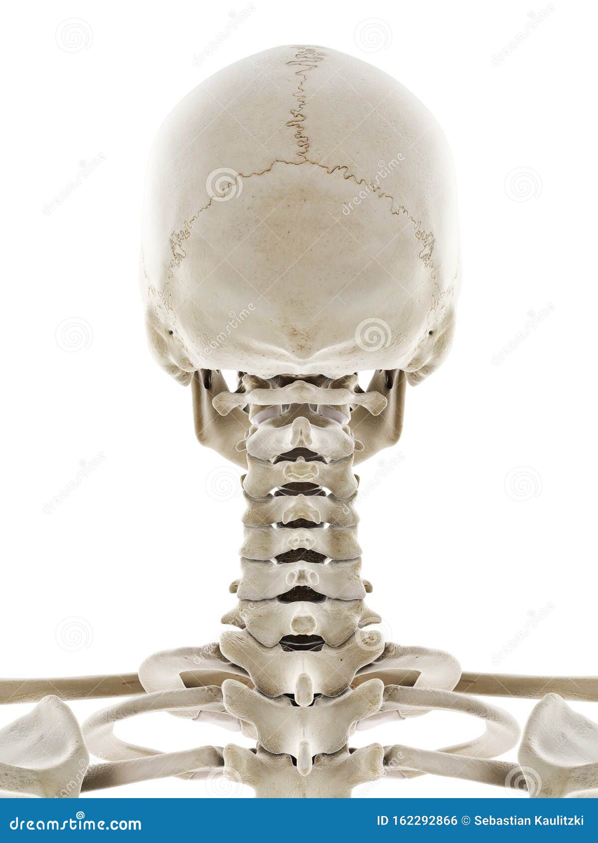 The skeletal head stock illustration. Illustration of biology - 162292866