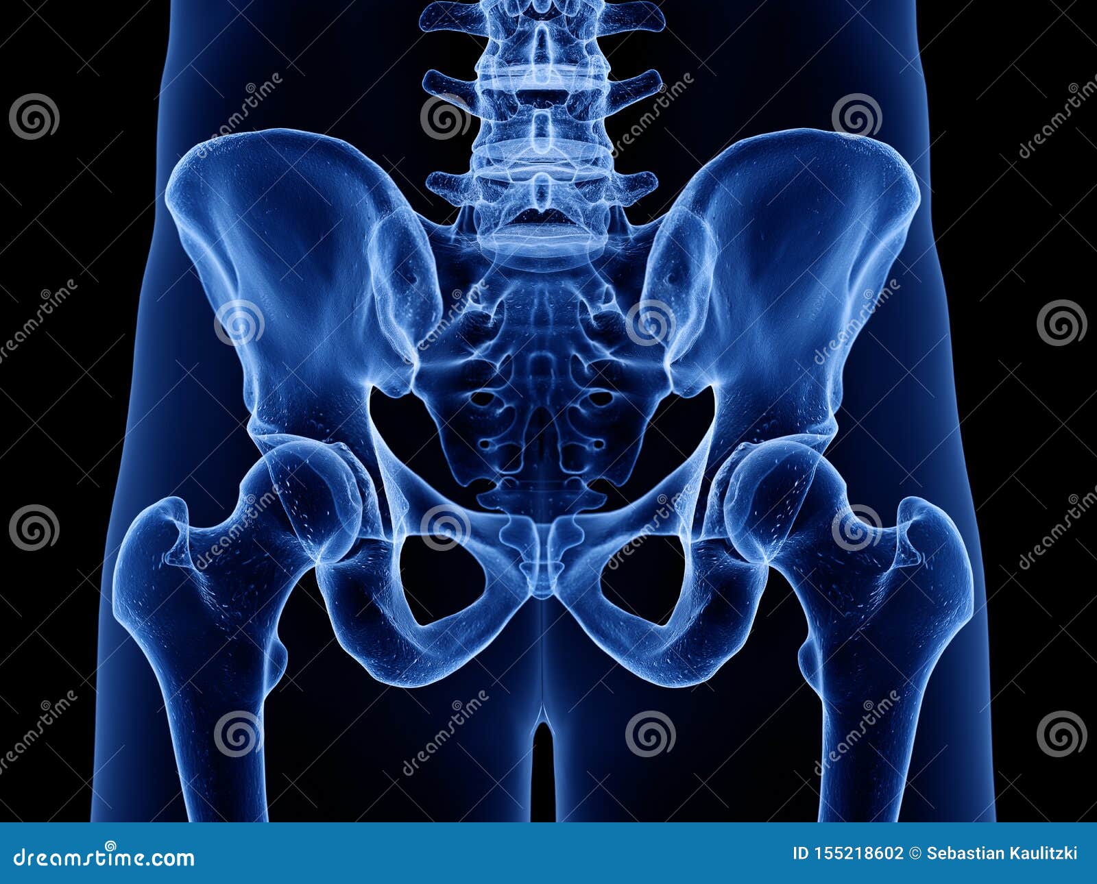 The skeletal hip stock illustration. Illustration of pelvic - 155218602