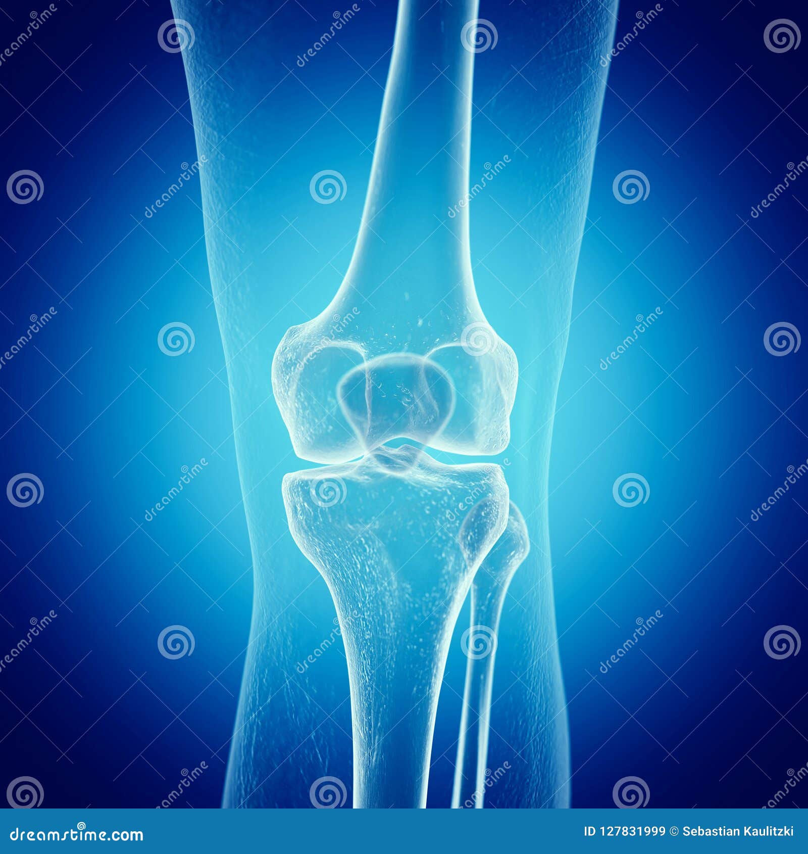 A skeletal knee stock illustration. Illustration of bones - 127831999