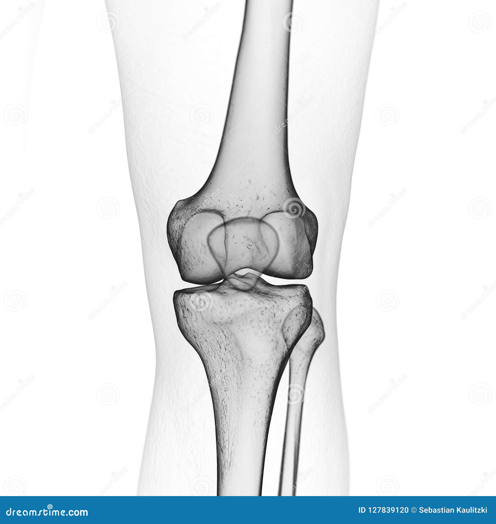 The skeletal knee stock illustration. Illustration of bones - 127839120