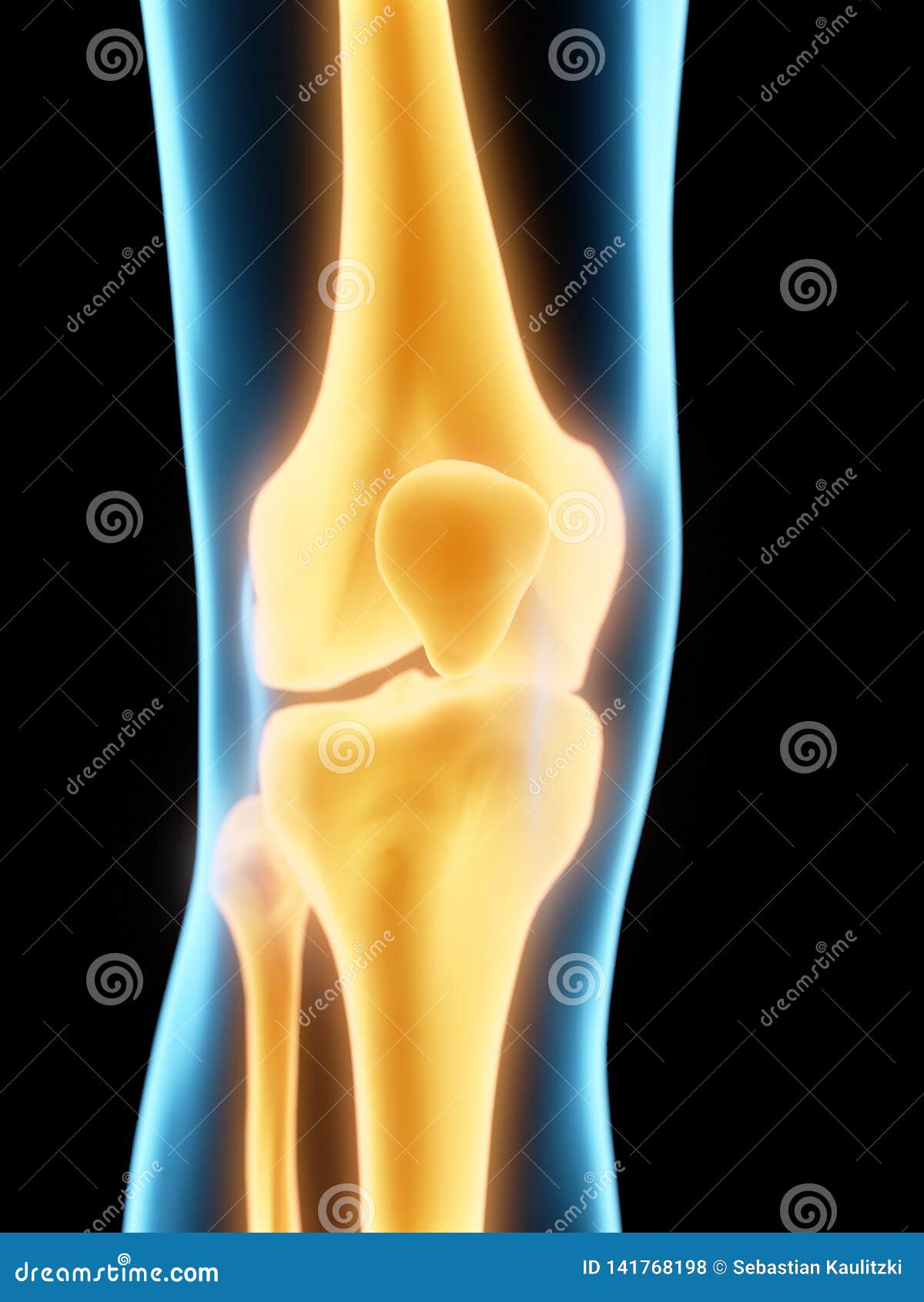 The skeletal knee stock illustration. Illustration of intervertebral ...