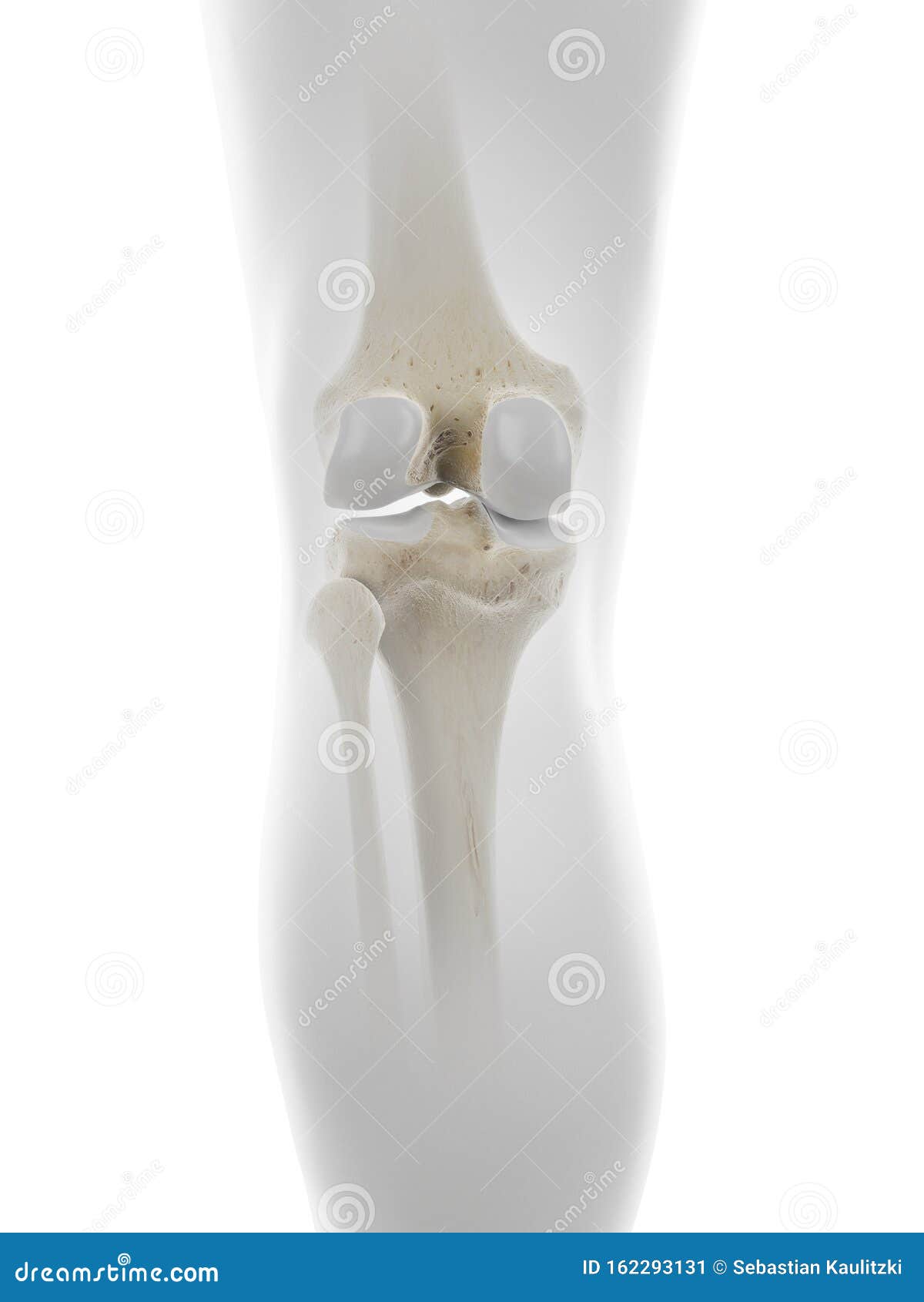 The skeletal knee stock illustration. Illustration of science - 162293131