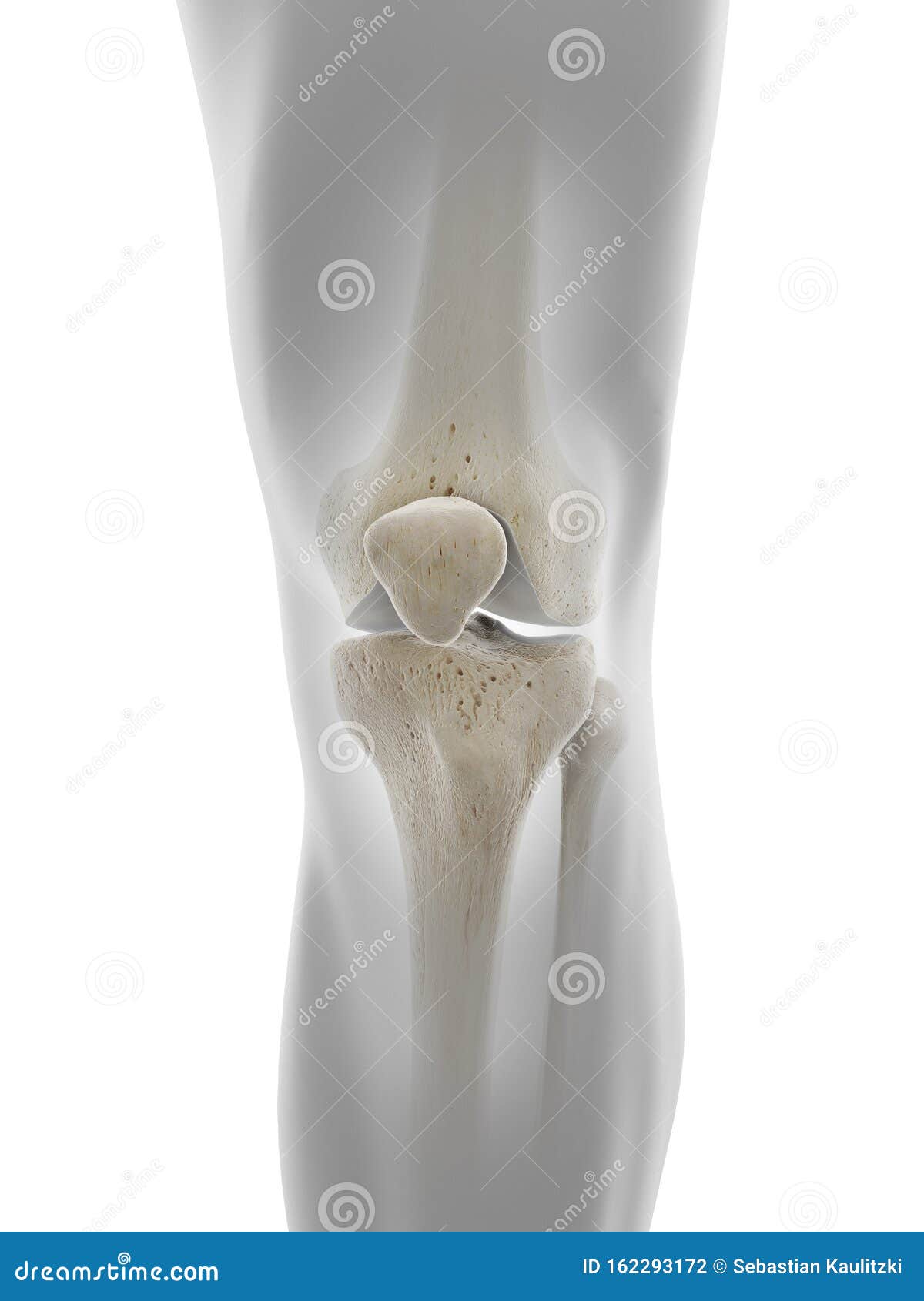 The skeletal knee stock illustration. Illustration of rendered - 162293172