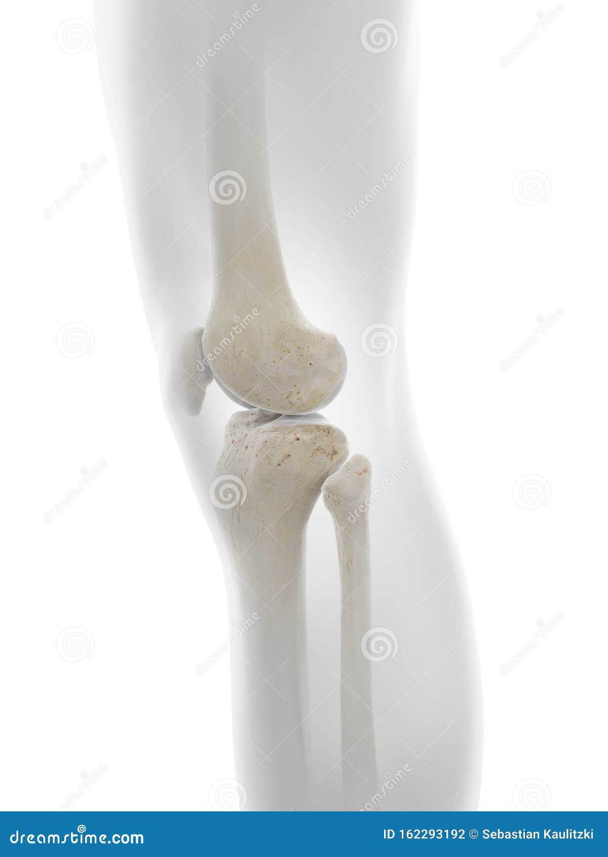The skeletal knee stock illustration. Illustration of anatomy - 162293192