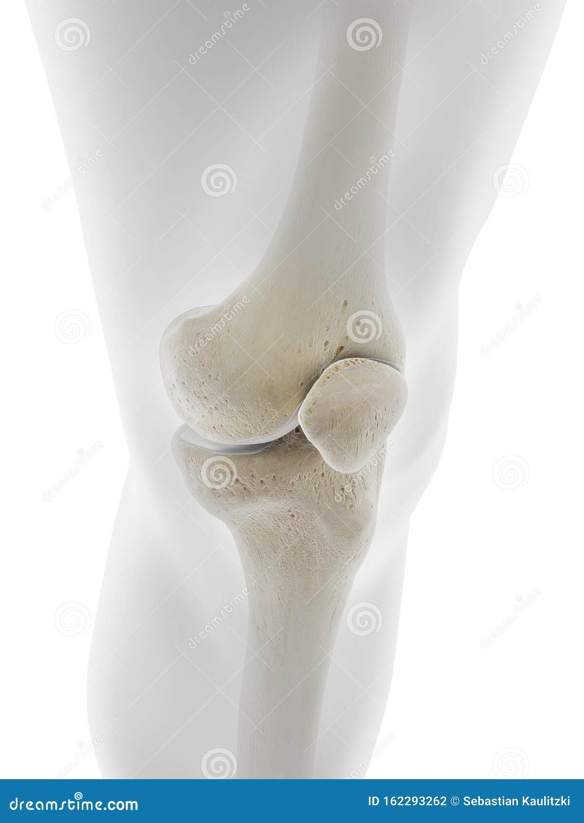 The skeletal knee stock illustration. Illustration of medical - 162293262