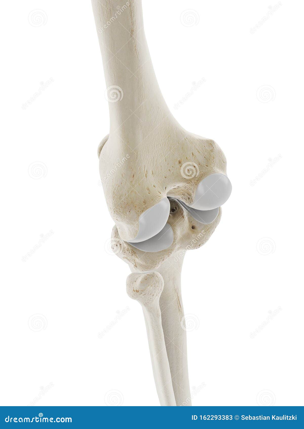 The skeletal knee stock illustration. Illustration of accurate - 162293383