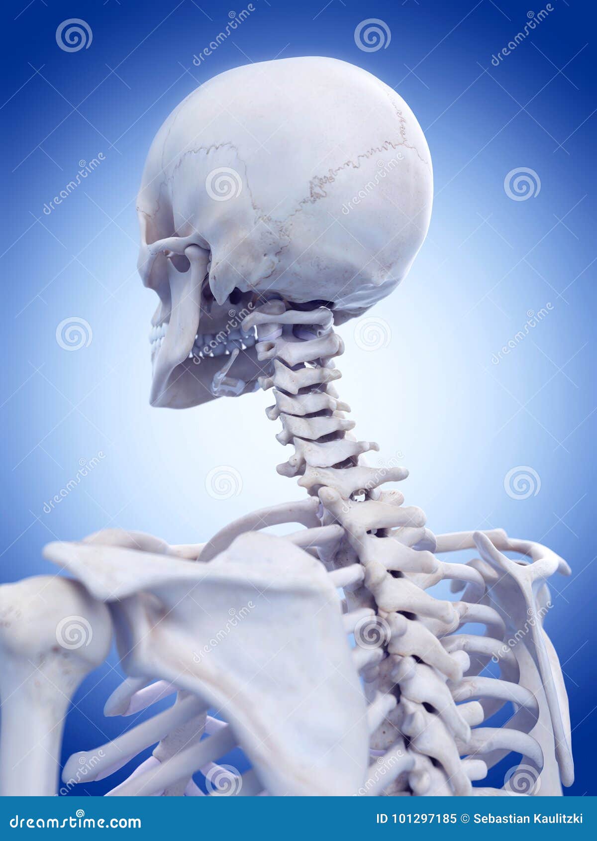 The skeletal neck stock illustration. Illustration of accurate - 101297185