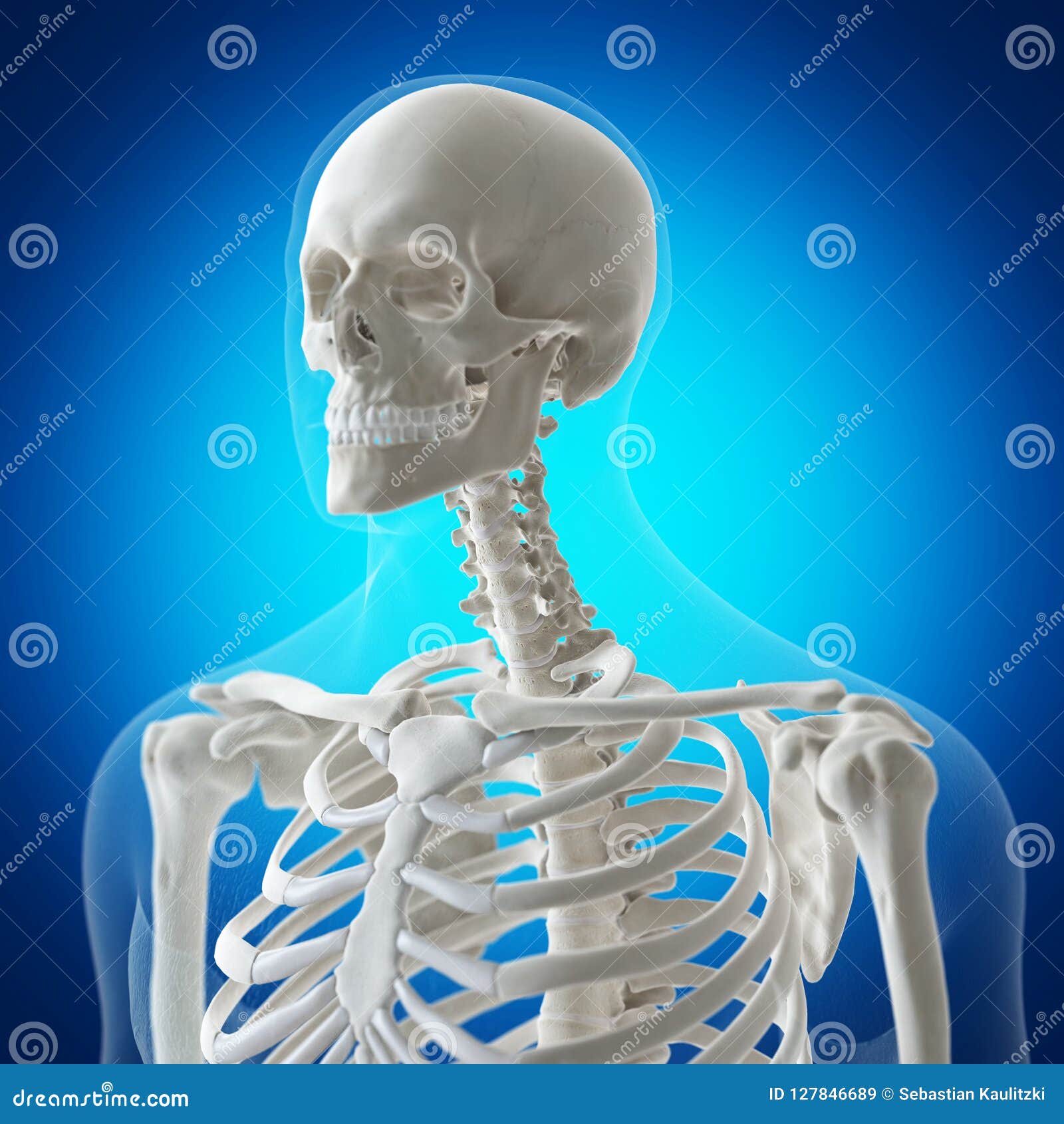 The skeletal neck stock illustration. Illustration of accurate - 127846689