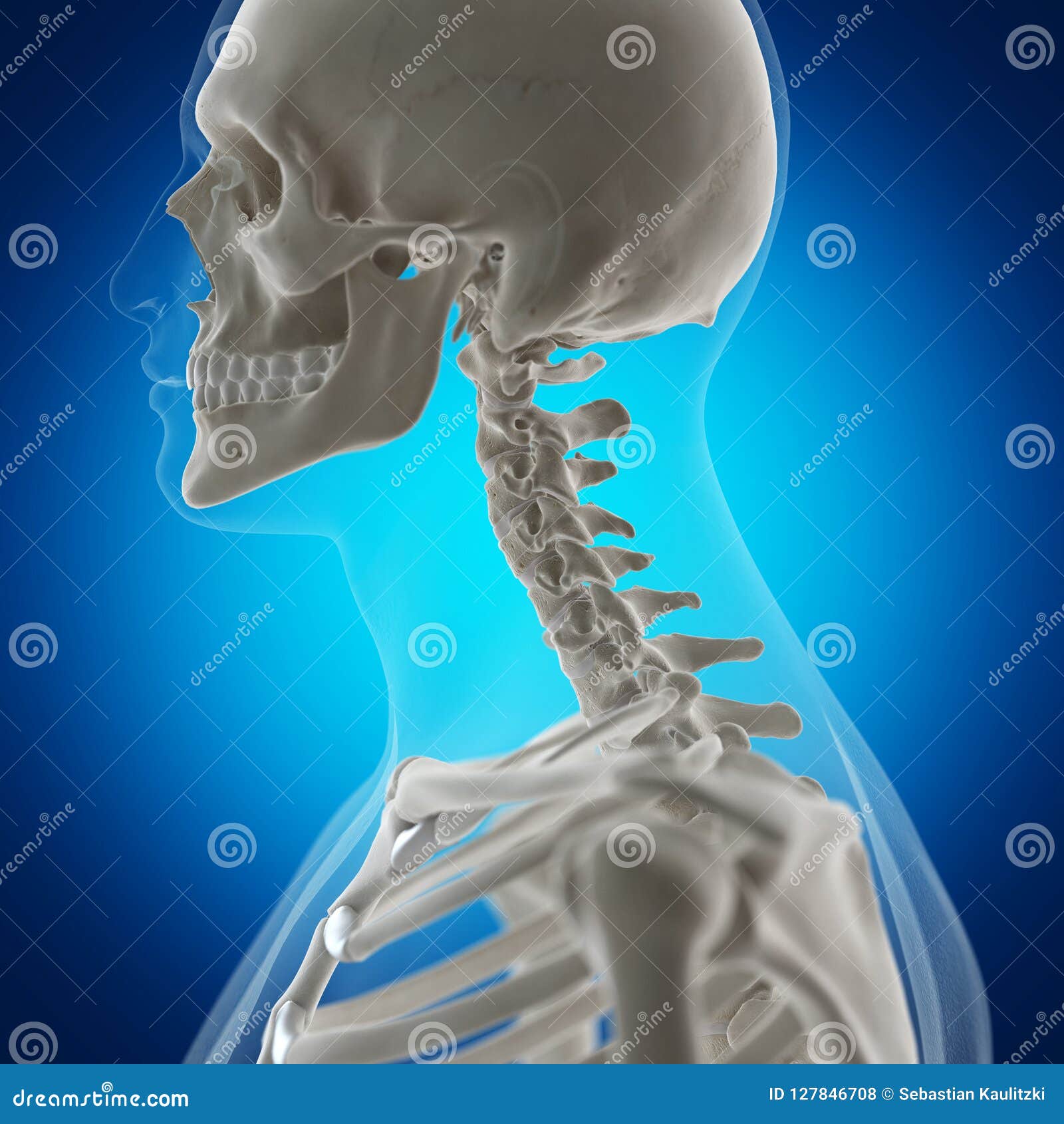 The skeletal neck stock illustration. Illustration of anatomical ...