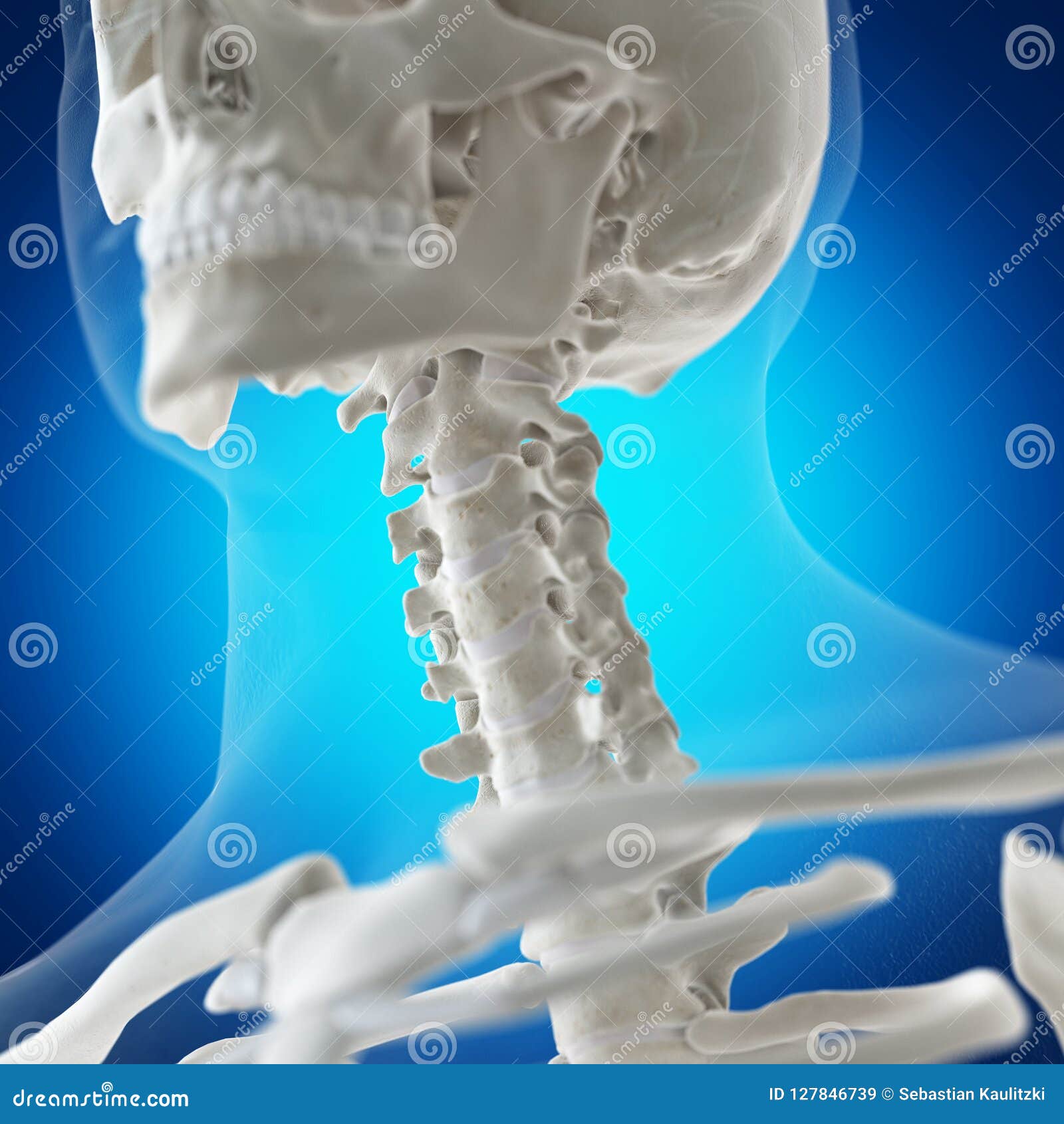 Skeletal Neck Royalty-Free Illustration | CartoonDealer.com #3546003