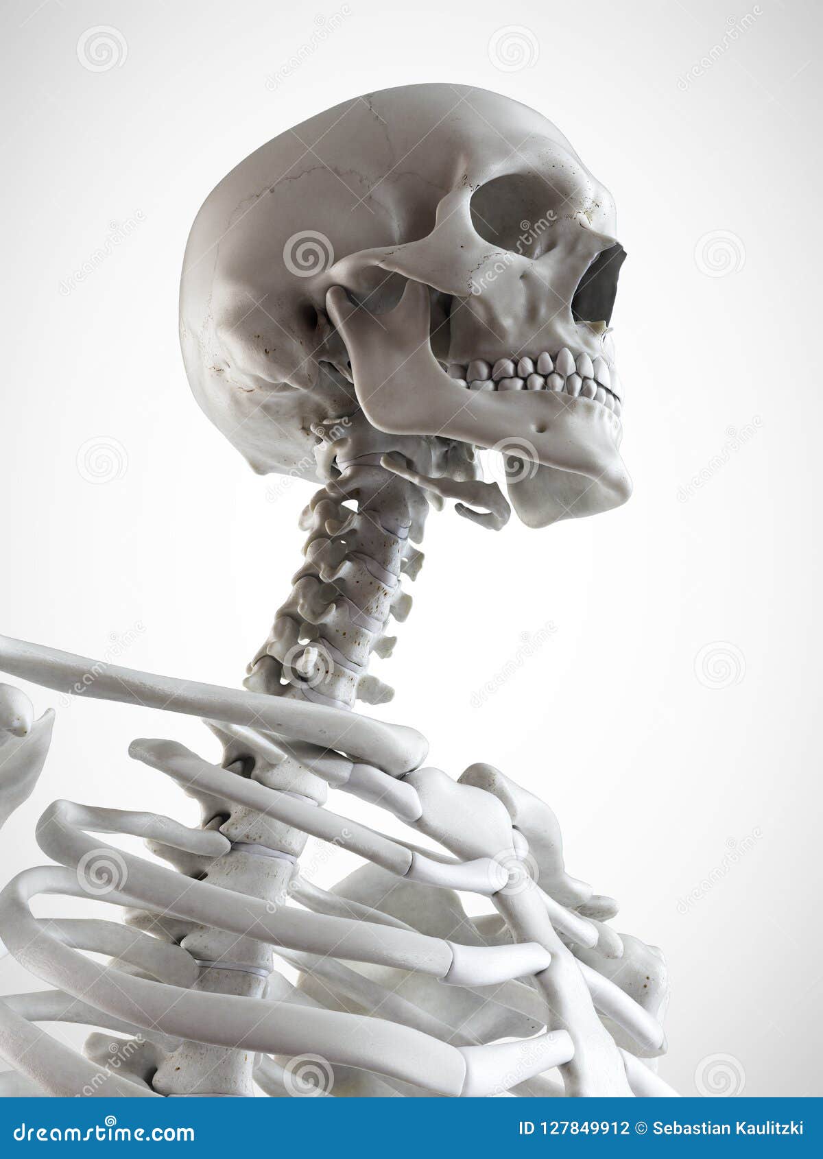 The skeletal neck stock illustration. Illustration of teeth - 127849912