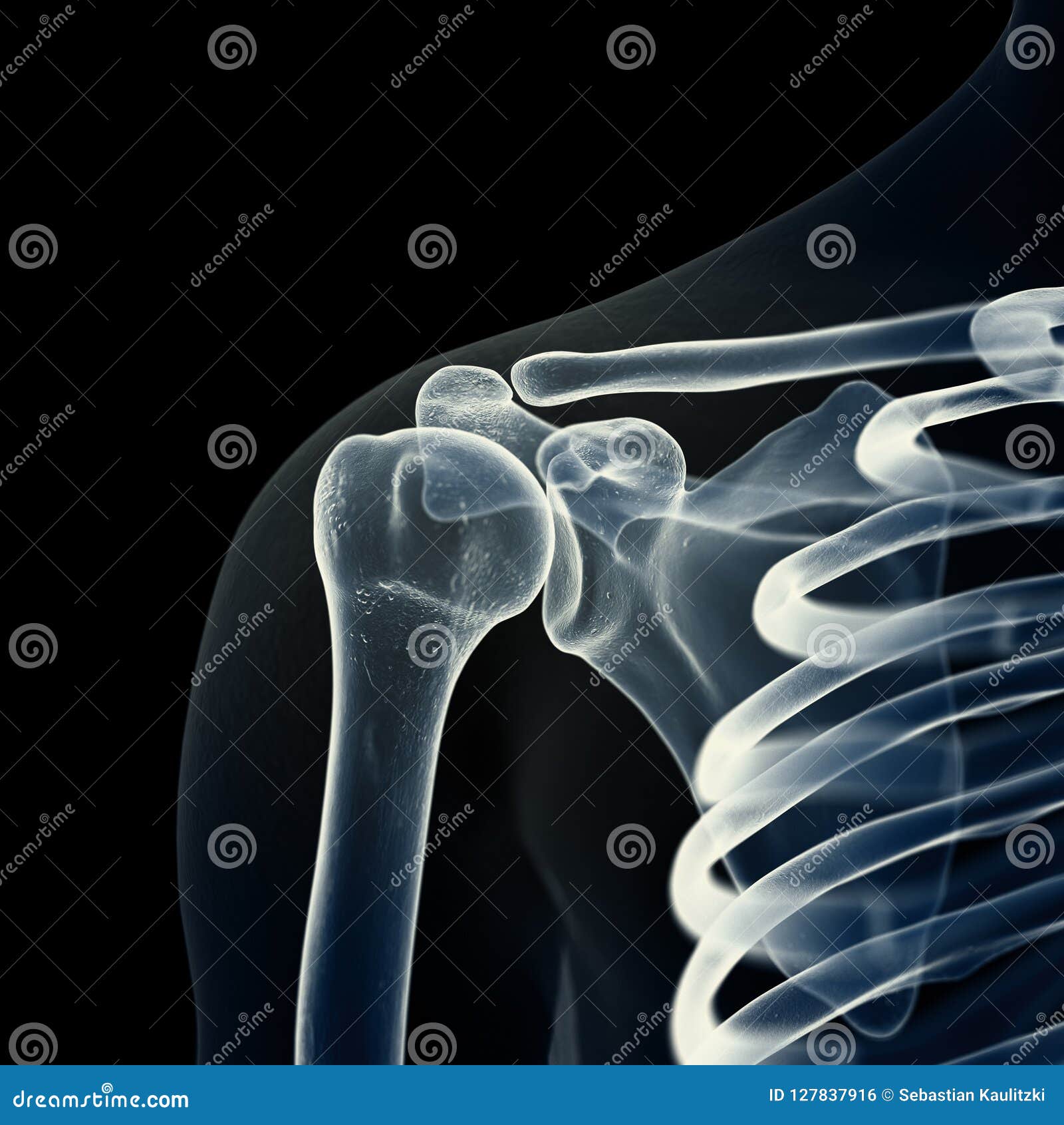 The skeletal shoulder stock illustration. Illustration of skeleton ...