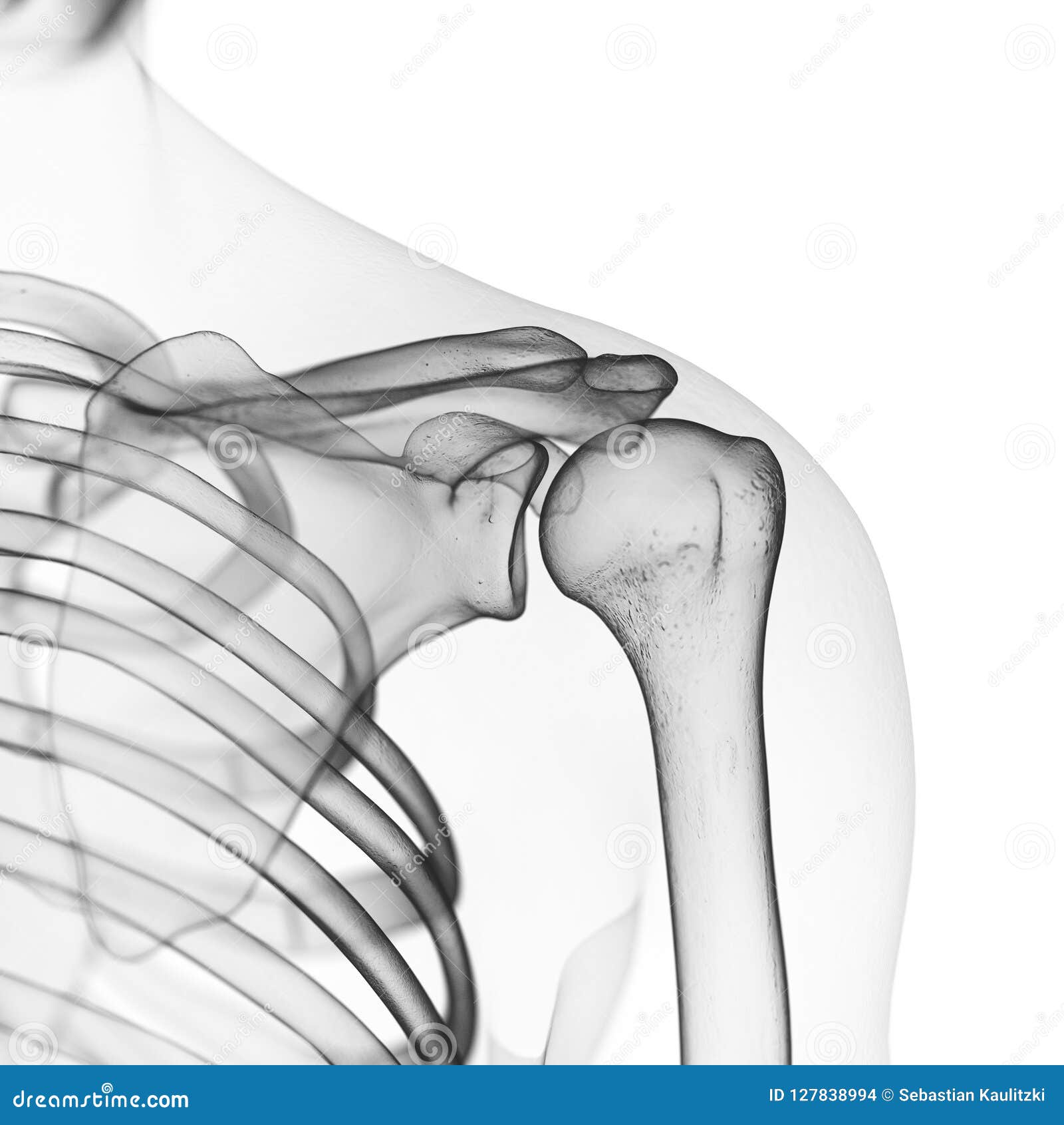 The skeletal shoulder stock illustration. Illustration of white - 127838994