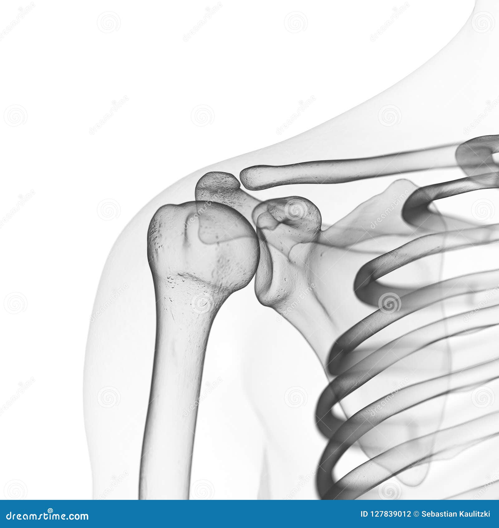 The skeletal shoulder stock illustration. Illustration of shoulder ...