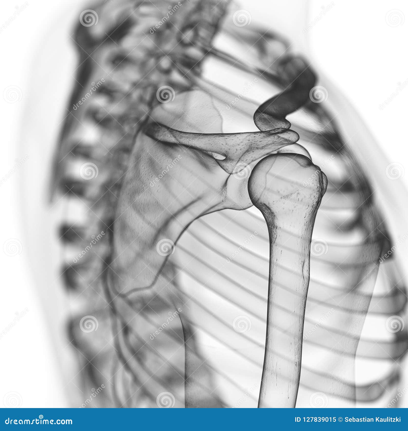 The skeletal shoulder stock illustration. Illustration of science ...