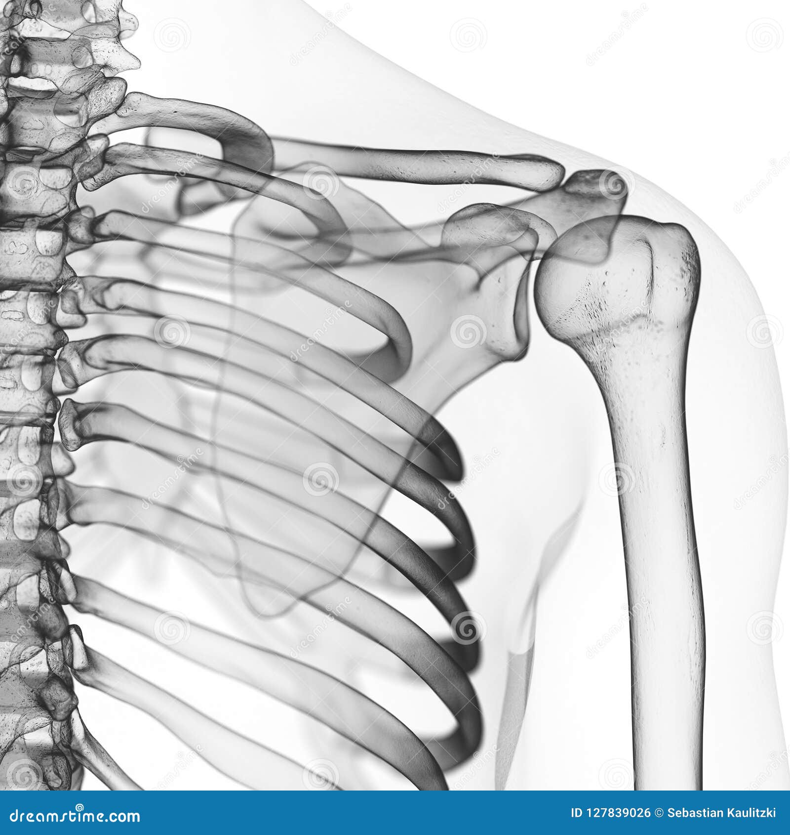 The skeletal shoulder stock illustration. Illustration of medical ...