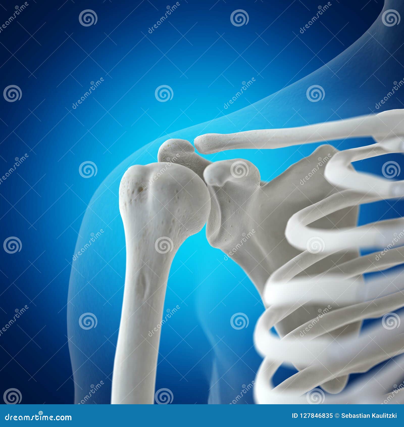 The skeletal shoulder stock illustration. Illustration of anatomy ...