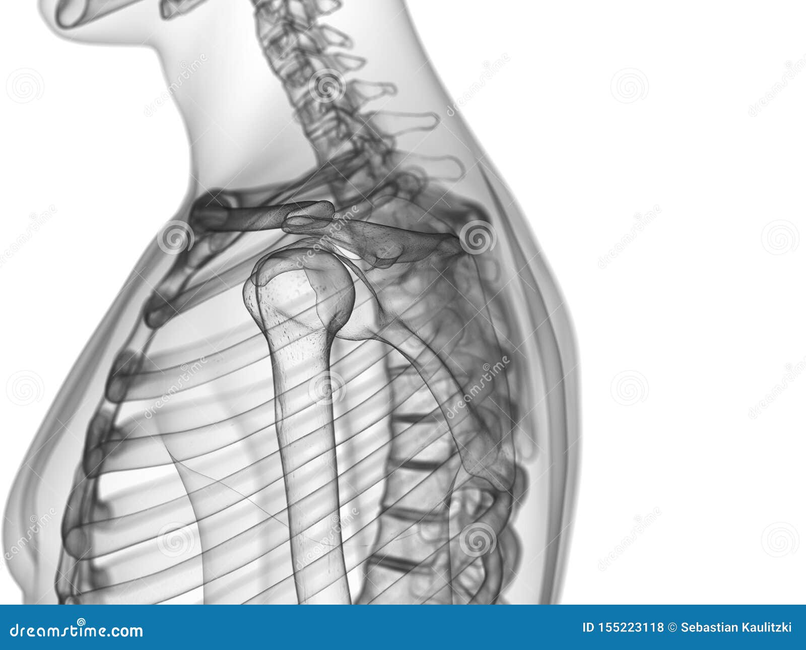 The skeletal shoulder stock illustration. Illustration of health ...