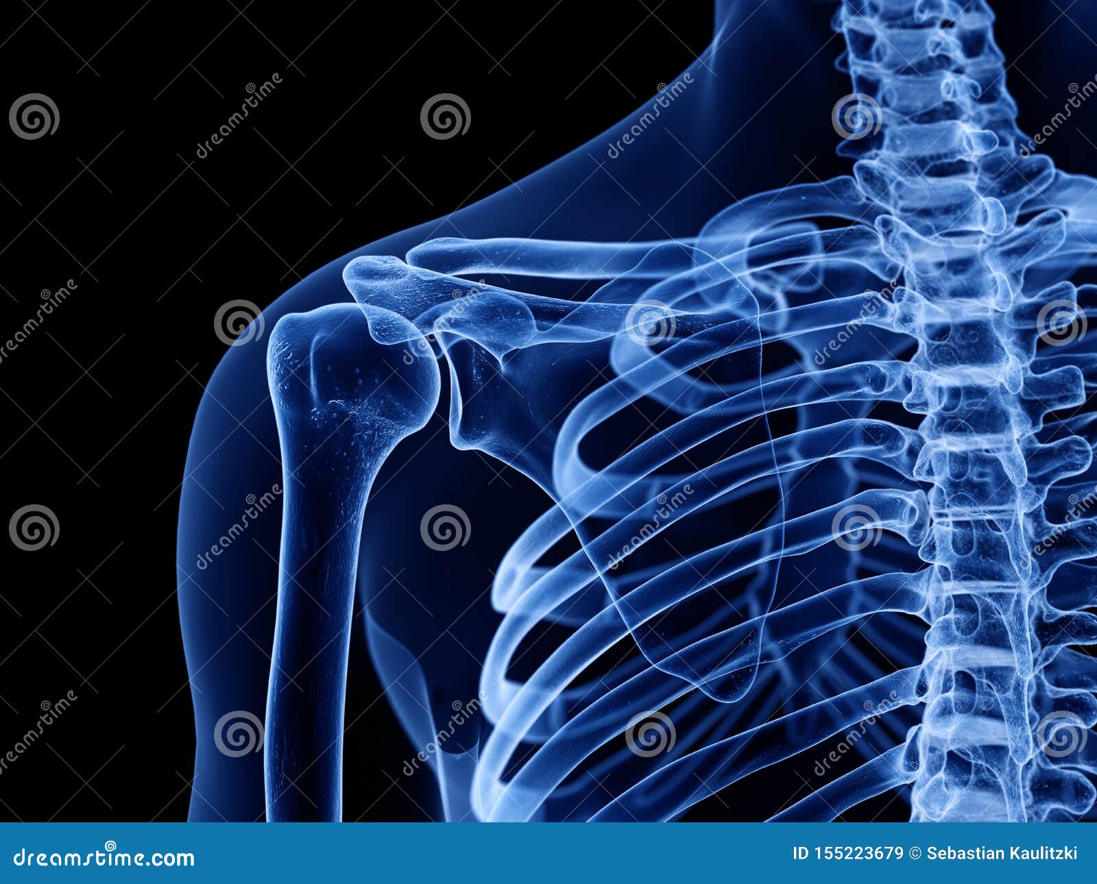 The skeletal shoulder stock illustration. Illustration of bones - 155223679