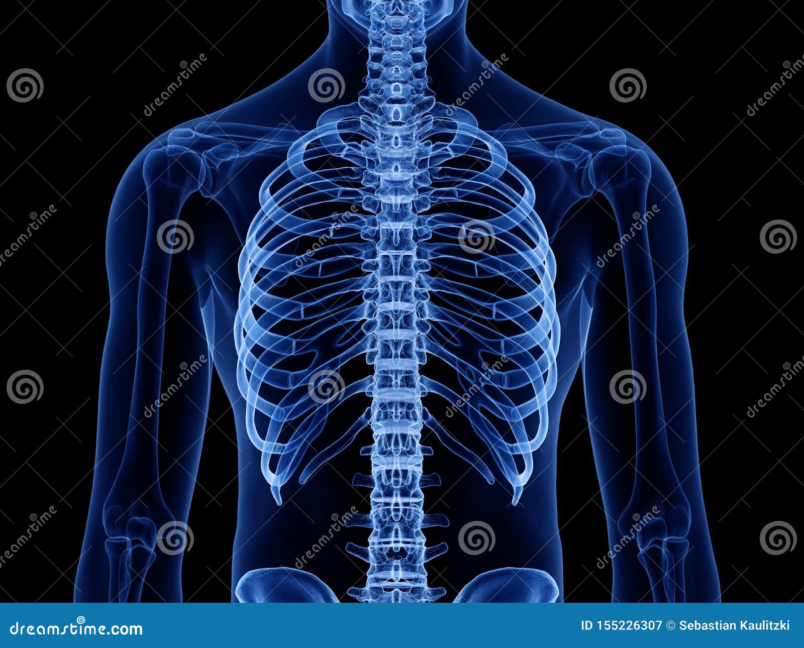 Skeletal Thorax Royalty-Free Cartoon | CartoonDealer.com #30722672