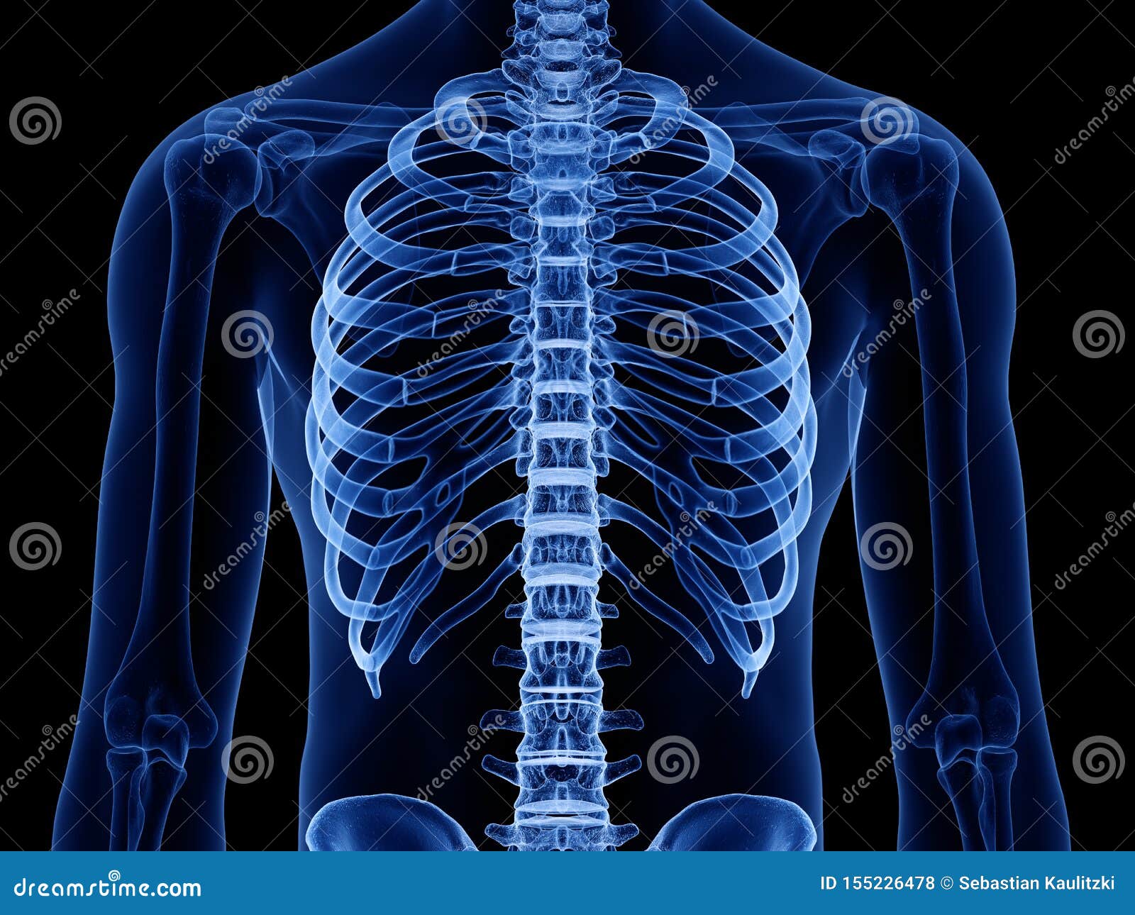 The skeletal thorax stock illustration. Illustration of curvature ...