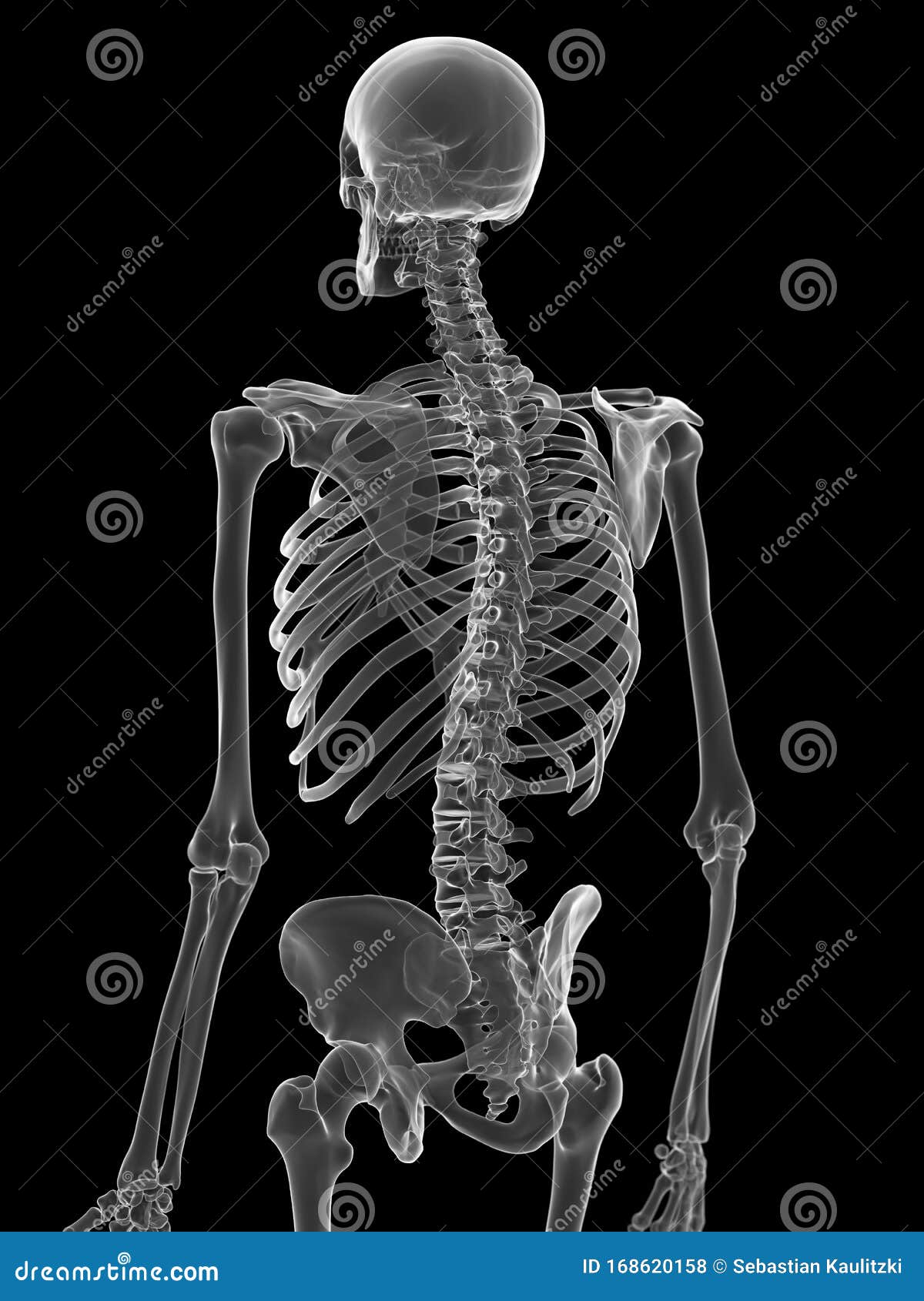 The skeletal thorax stock illustration. Illustration of biology - 168620158