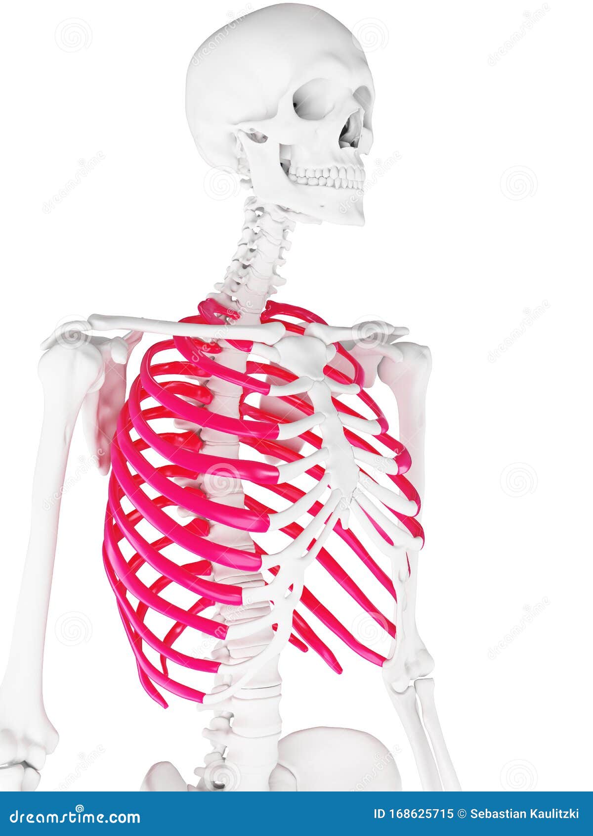 Skeletal Thorax Stock Illustration | CartoonDealer.com #30722671