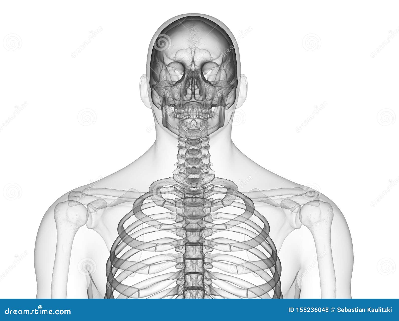 The skeletal upper body stock illustration. Illustration of anatomical ...