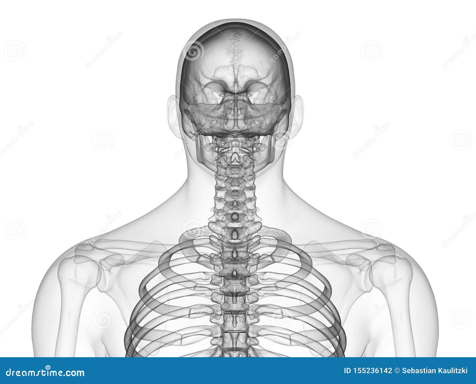 The skeletal upper body stock illustration. Illustration of ...