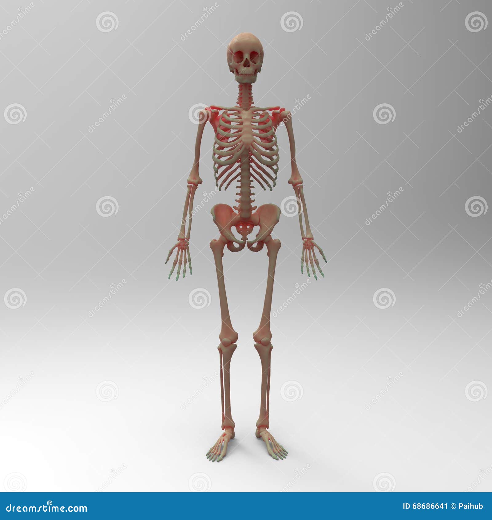 3d Rendered Medically Accurate Illustration of Skeleton Anatomy Stock ...