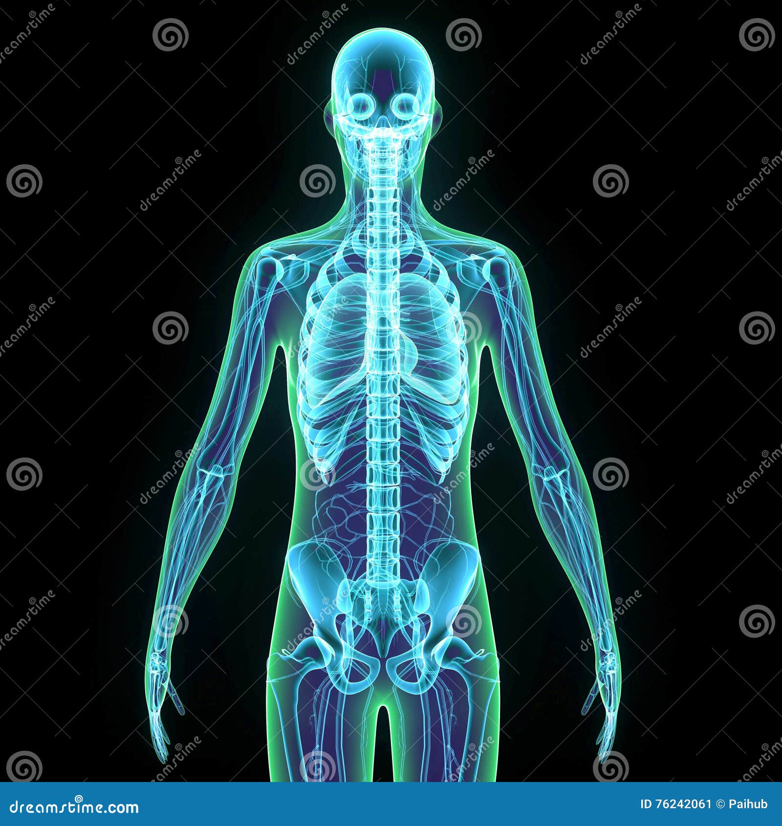 3d Rendered Medically Accurate Illustration of Skeleton Anatomy Stock ...