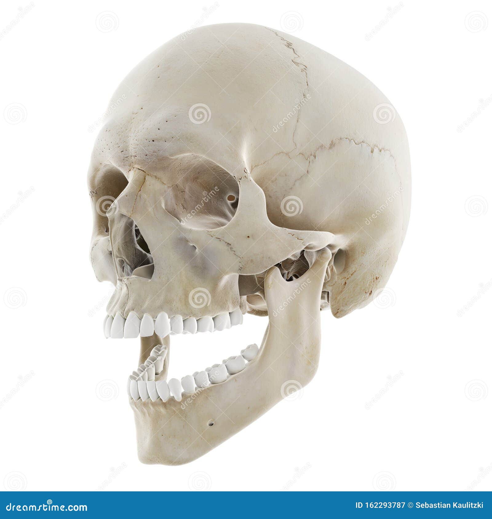 Skull With Open Mouth On A Gray Background Royalty-Free Stock ...