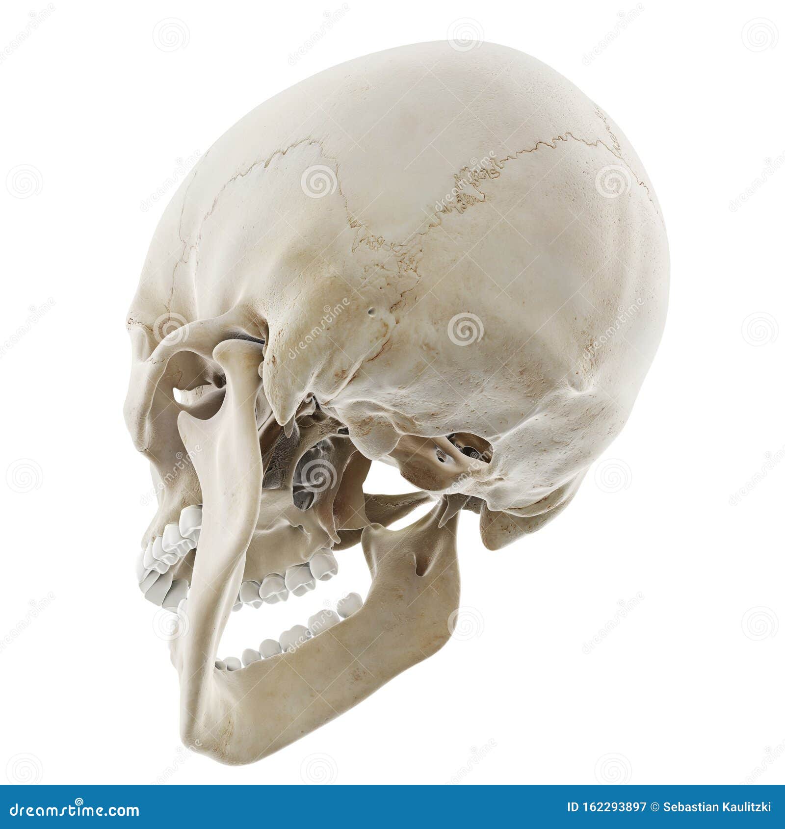 The skull with open jaw stock illustration. Illustration of anatomy ...