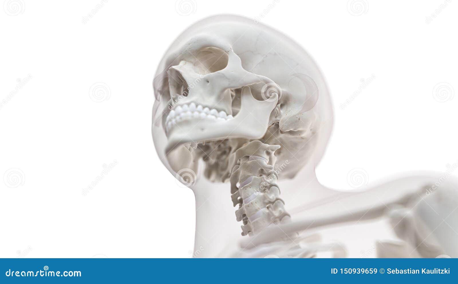 The skull stock illustration. Illustration of science - 150939659