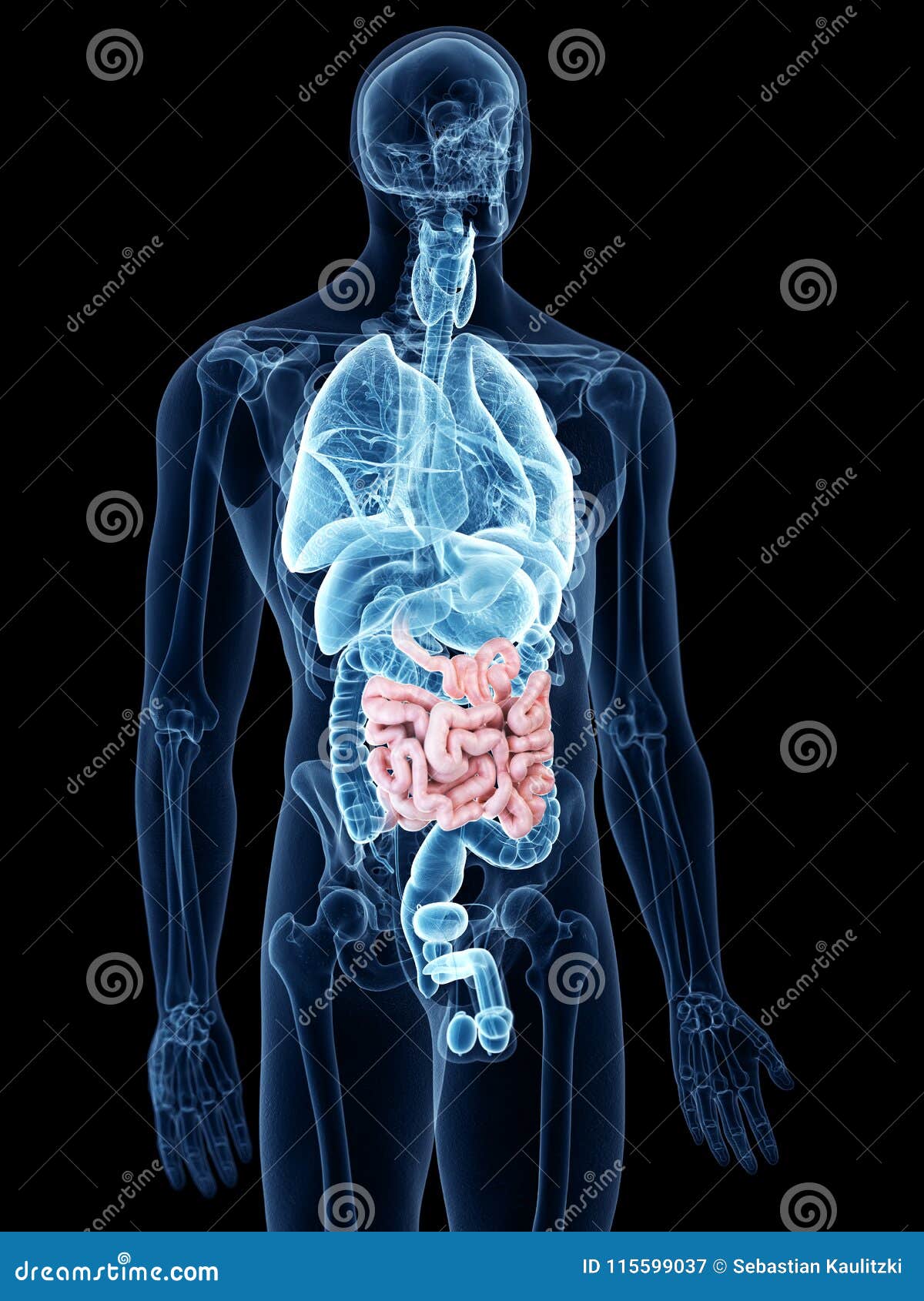 The small intestine stock illustration. Illustration of digestive ...
