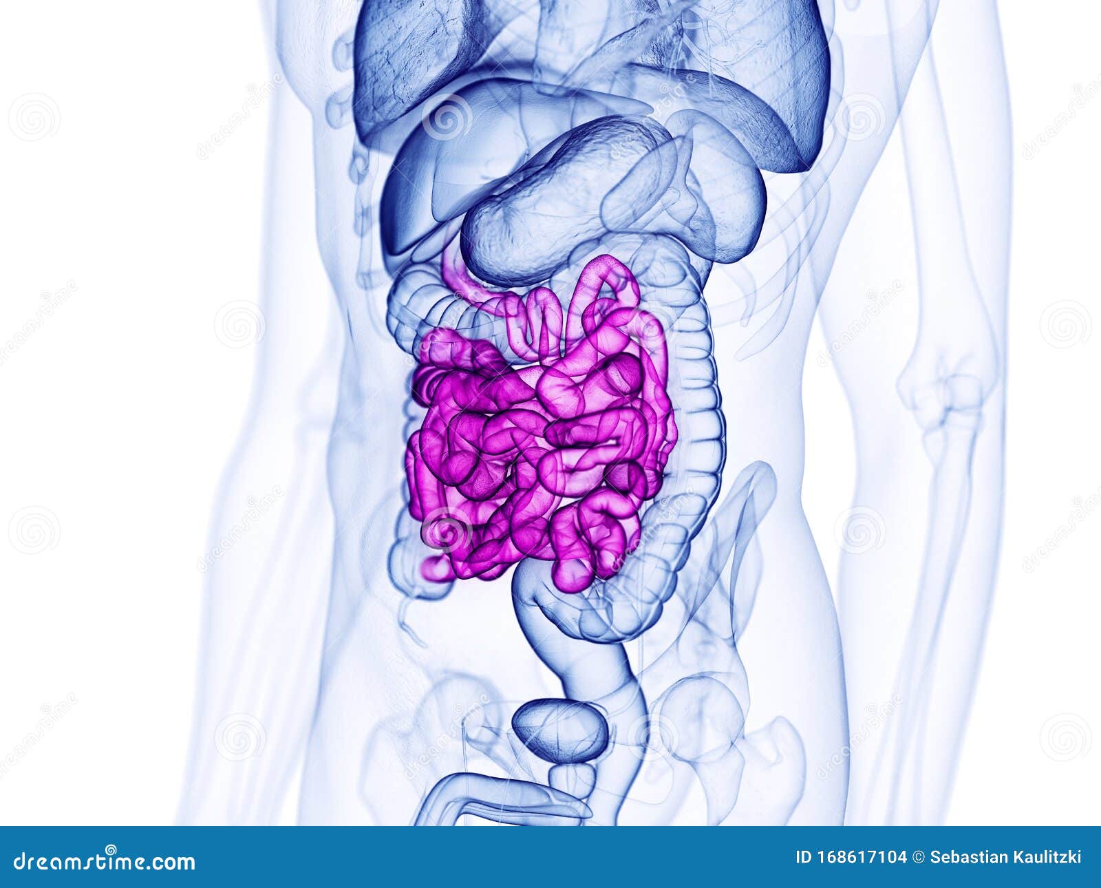 Small Intestine Wall Anatomy Vector Illustration | CartoonDealer.com ...