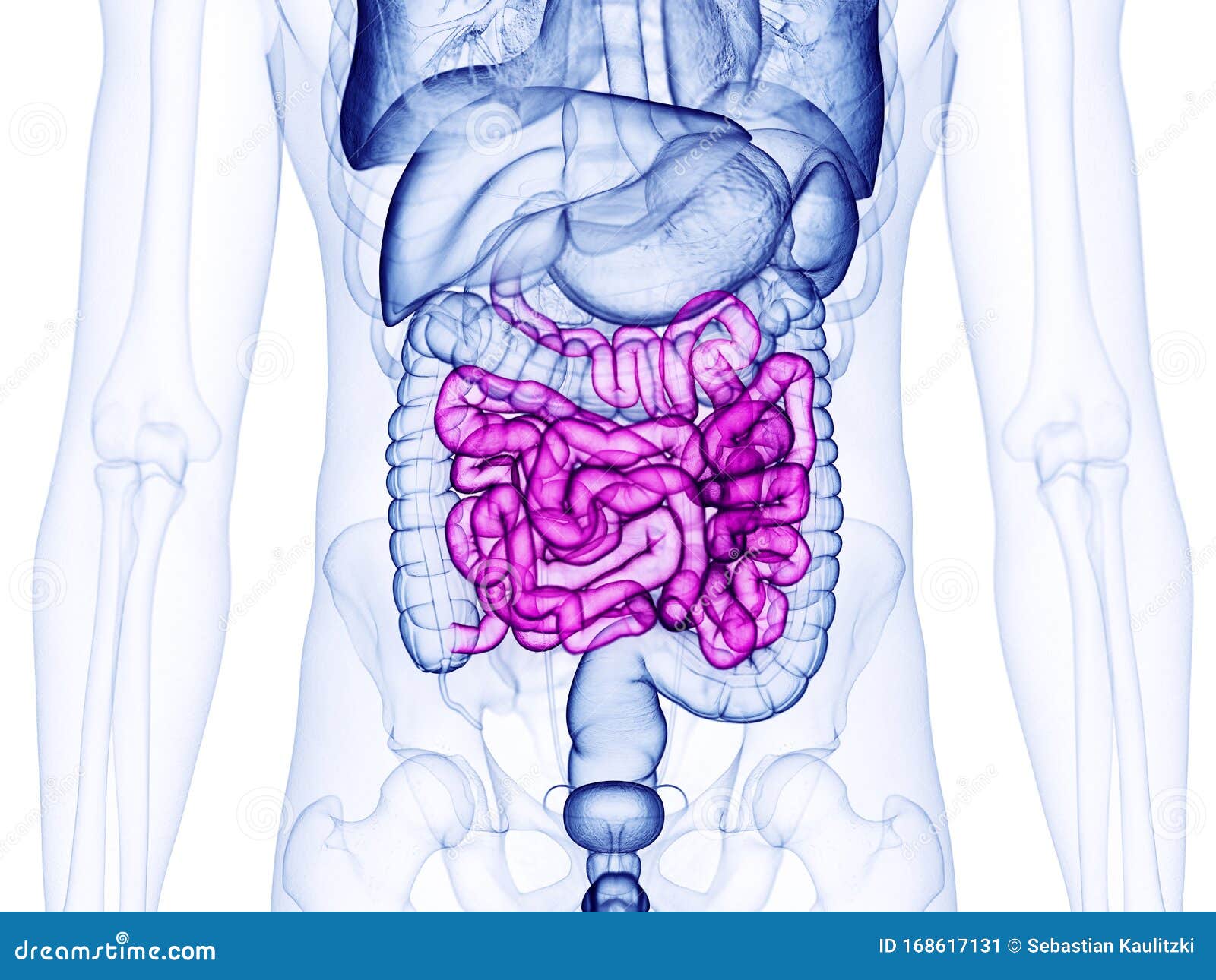 The small intestine stock illustration. Illustration of graphic - 168617131