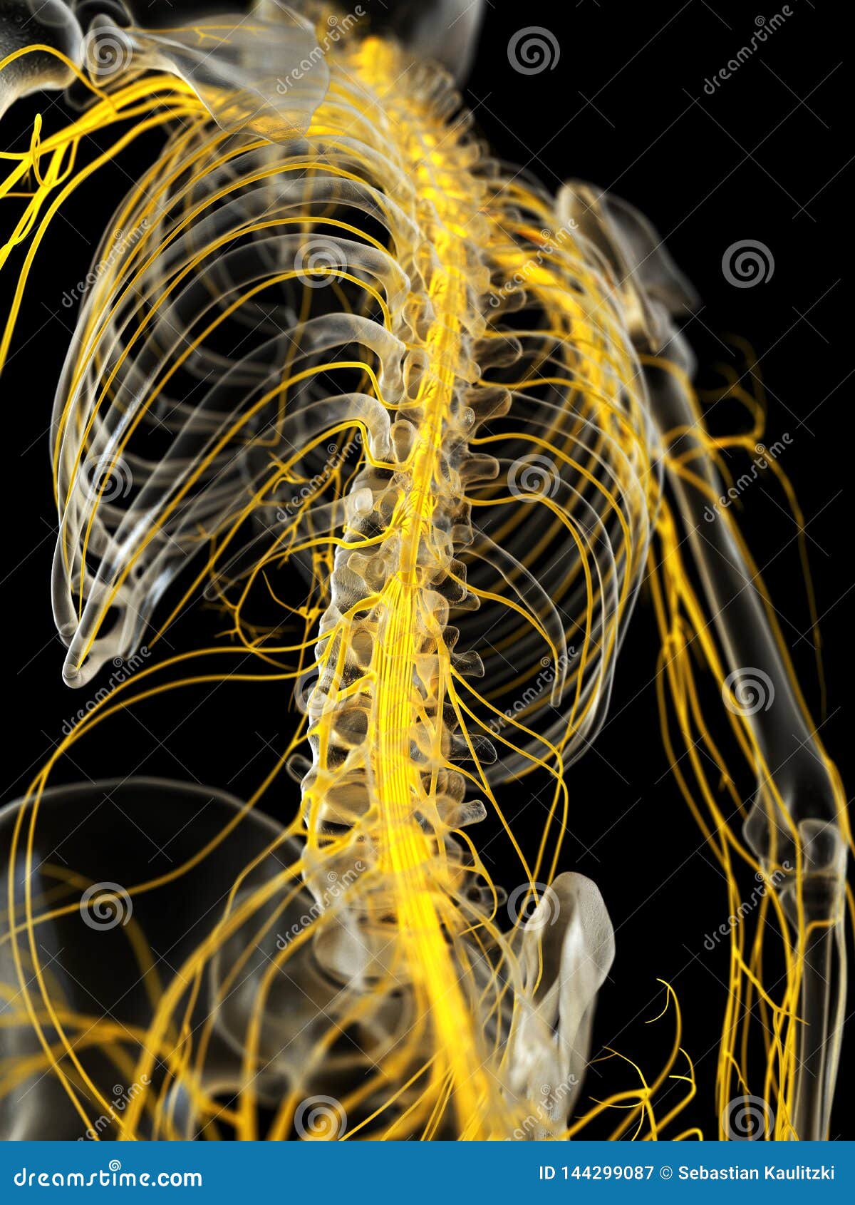 The spinal cord stock illustration. Illustration of artwork - 144299087